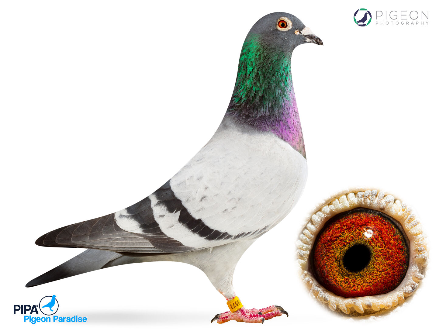 New Mr. Gijs 572 | PIPA