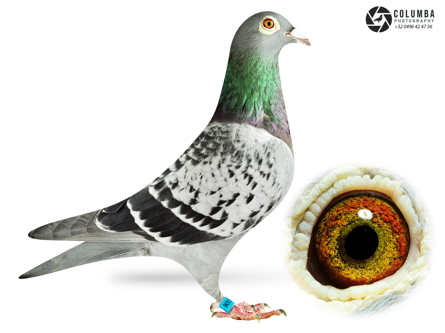 G.Daughter Peter Pan | PIPA