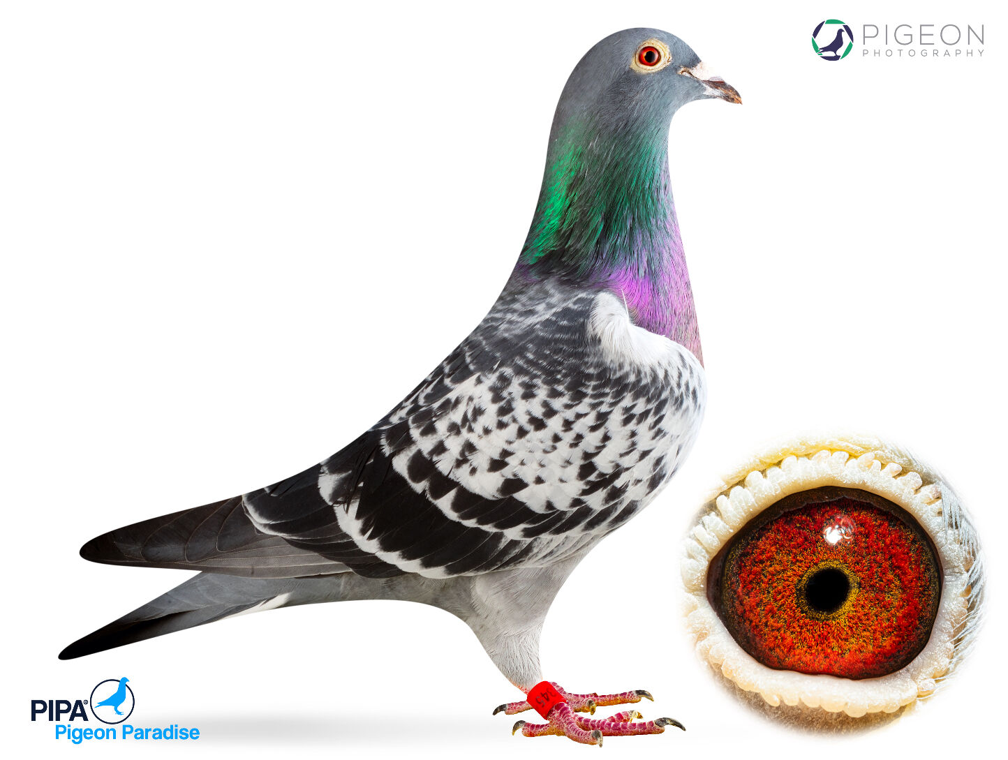 Barcelona Joe 345 | PIPA