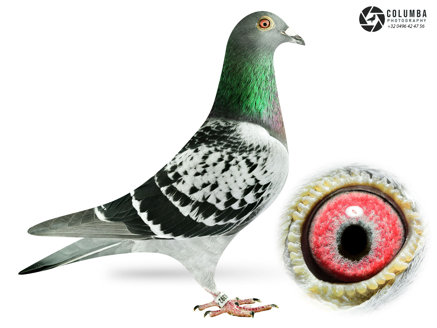 Son Lloyd Laureaat x Mother Blue Ace | PIPA