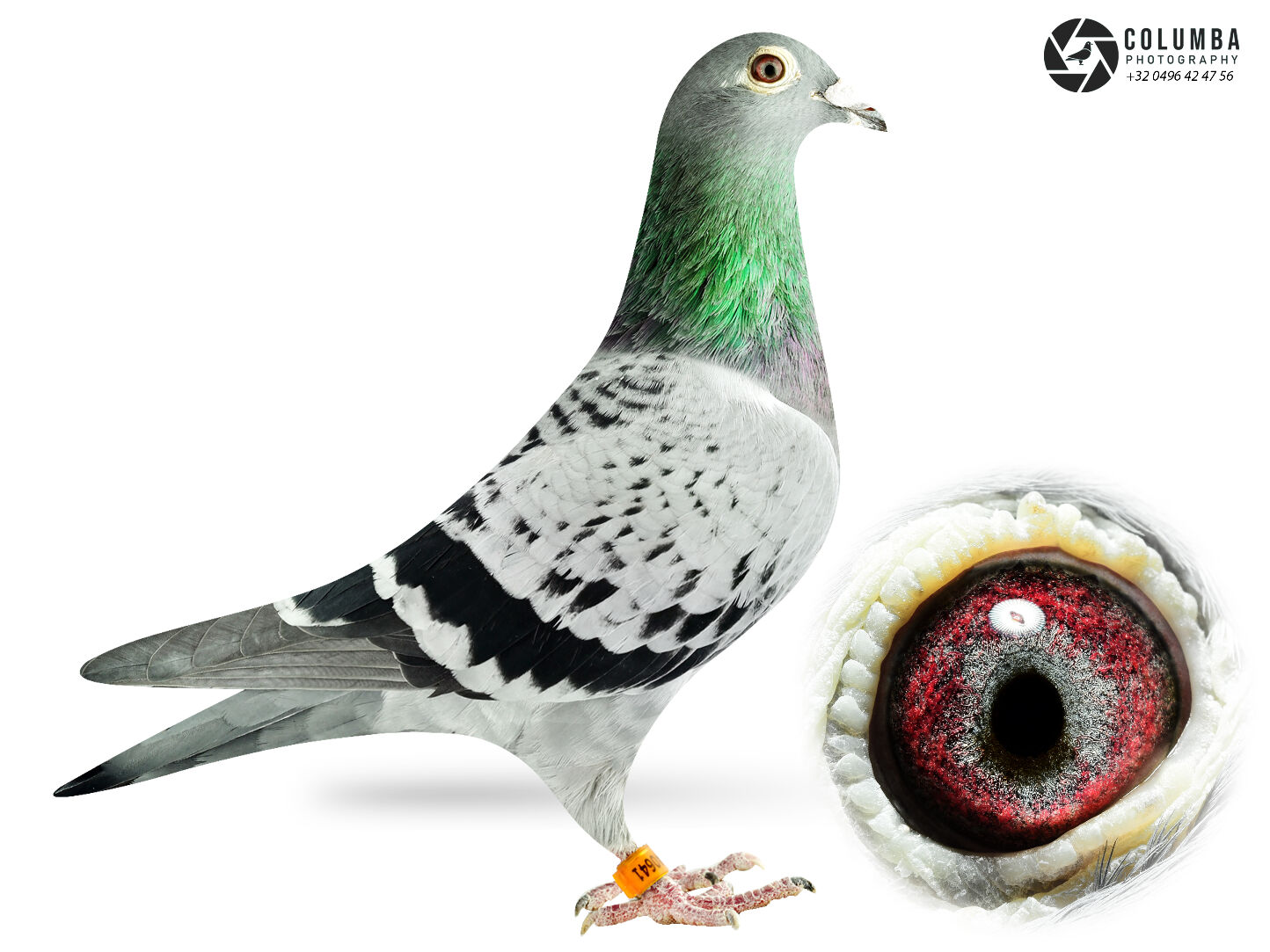 Mother Blue Ace | PIPA