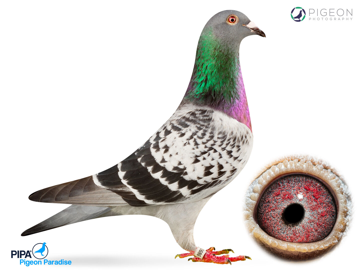 Inbred Porsche 686 | PIPA