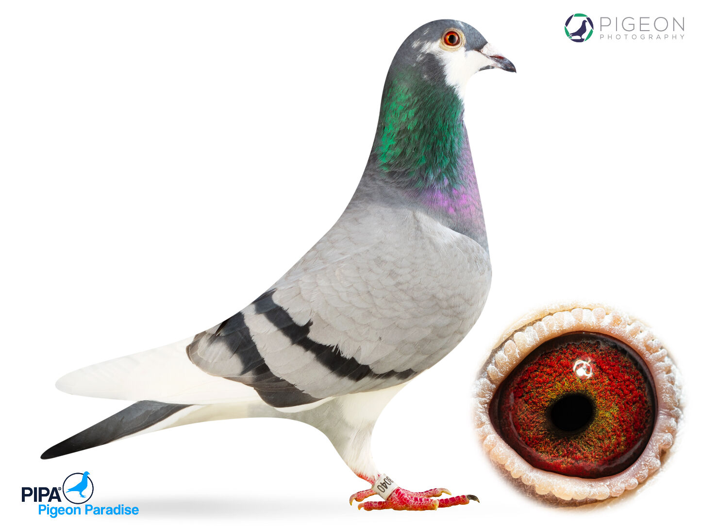 Inbred Koen Rhea 040 | PIPA