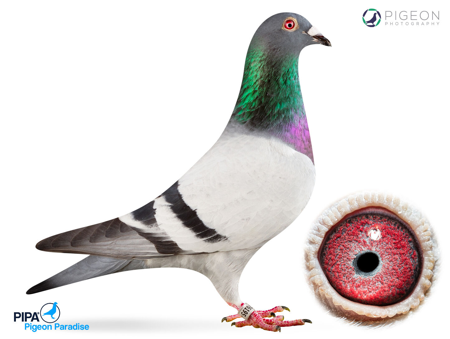 Brother New Runner Up Ace 195 | PIPA