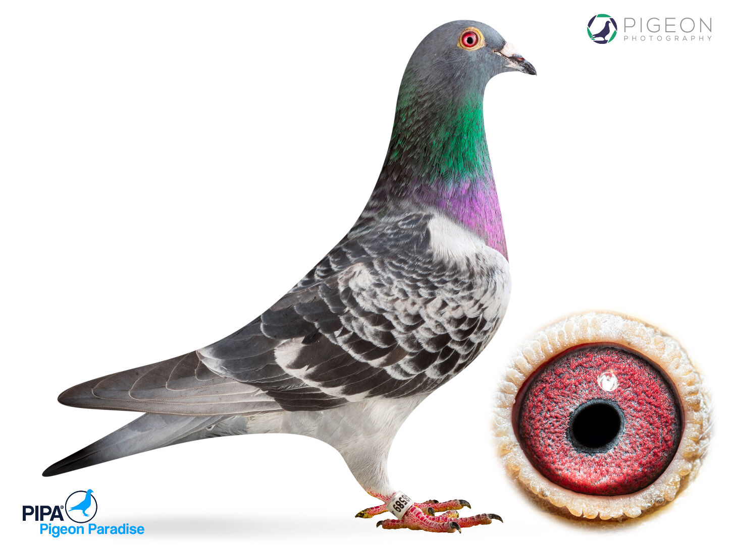 Brother New Runner Up Ace 589 | PIPA