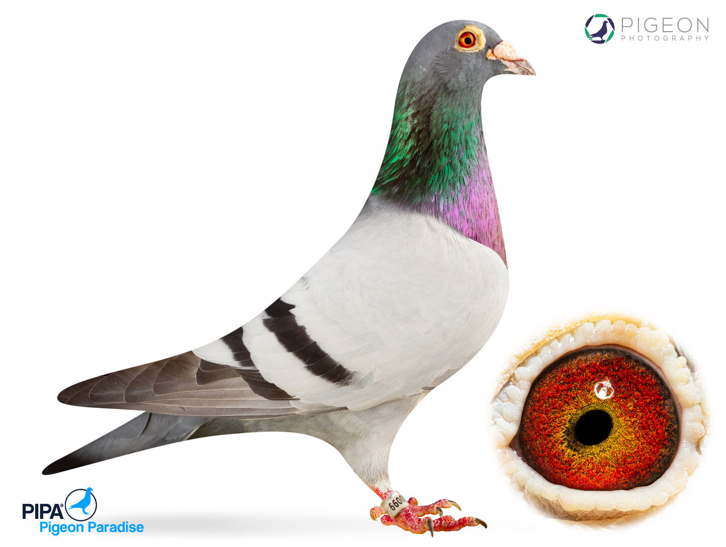 King Papillon | PIPA