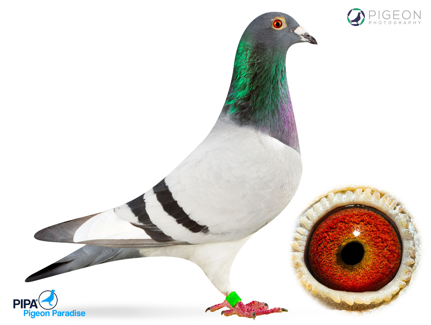 Best Of Belgian Mix | PIPA