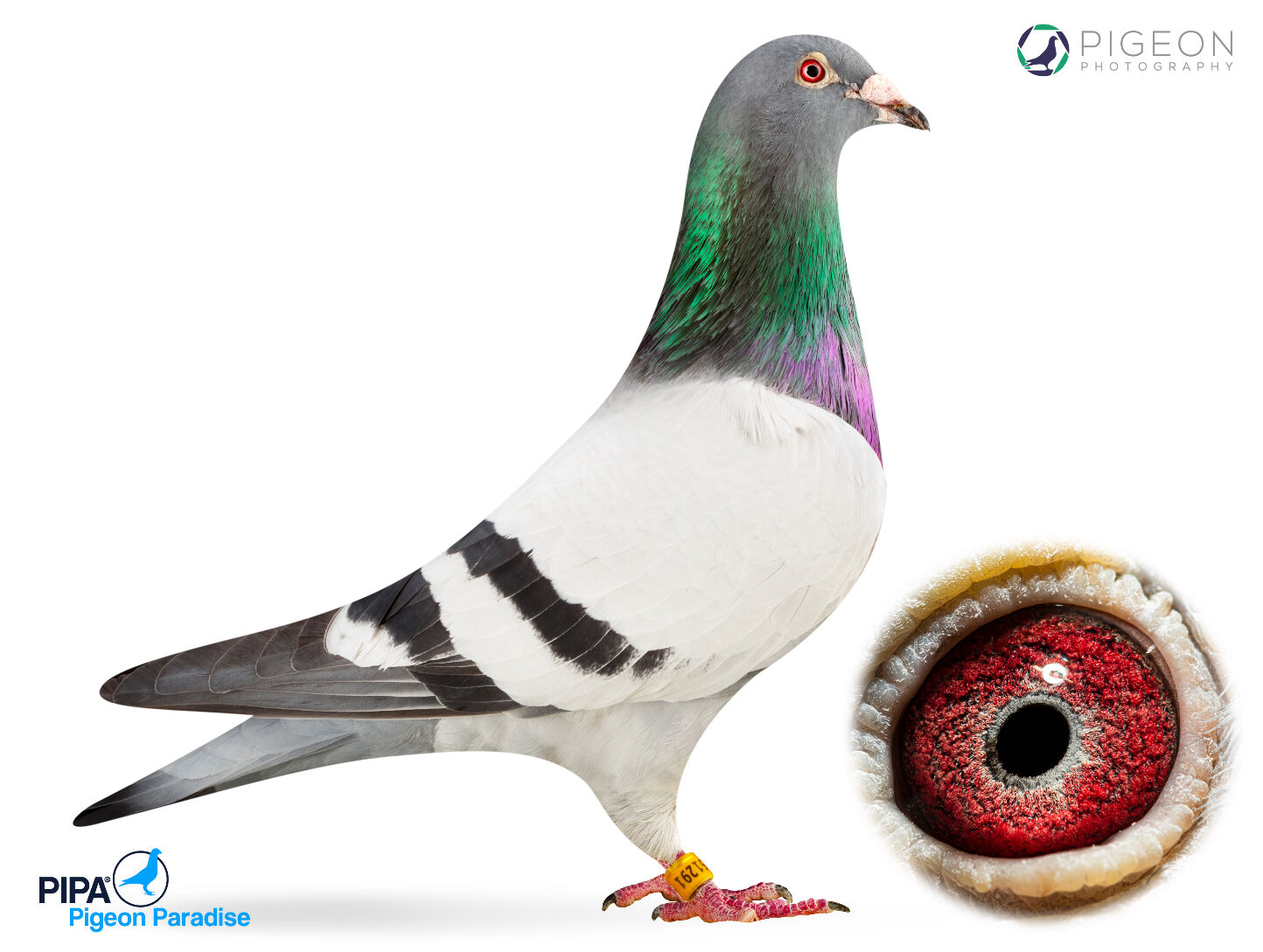 Daughter Yvette | PIPA