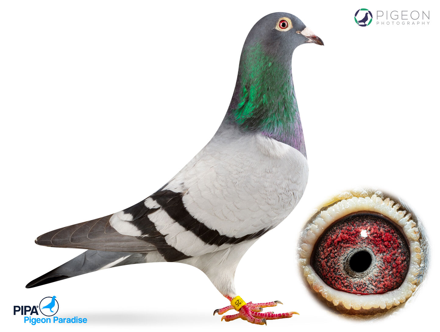 Nino x Rhea 125 | PIPA