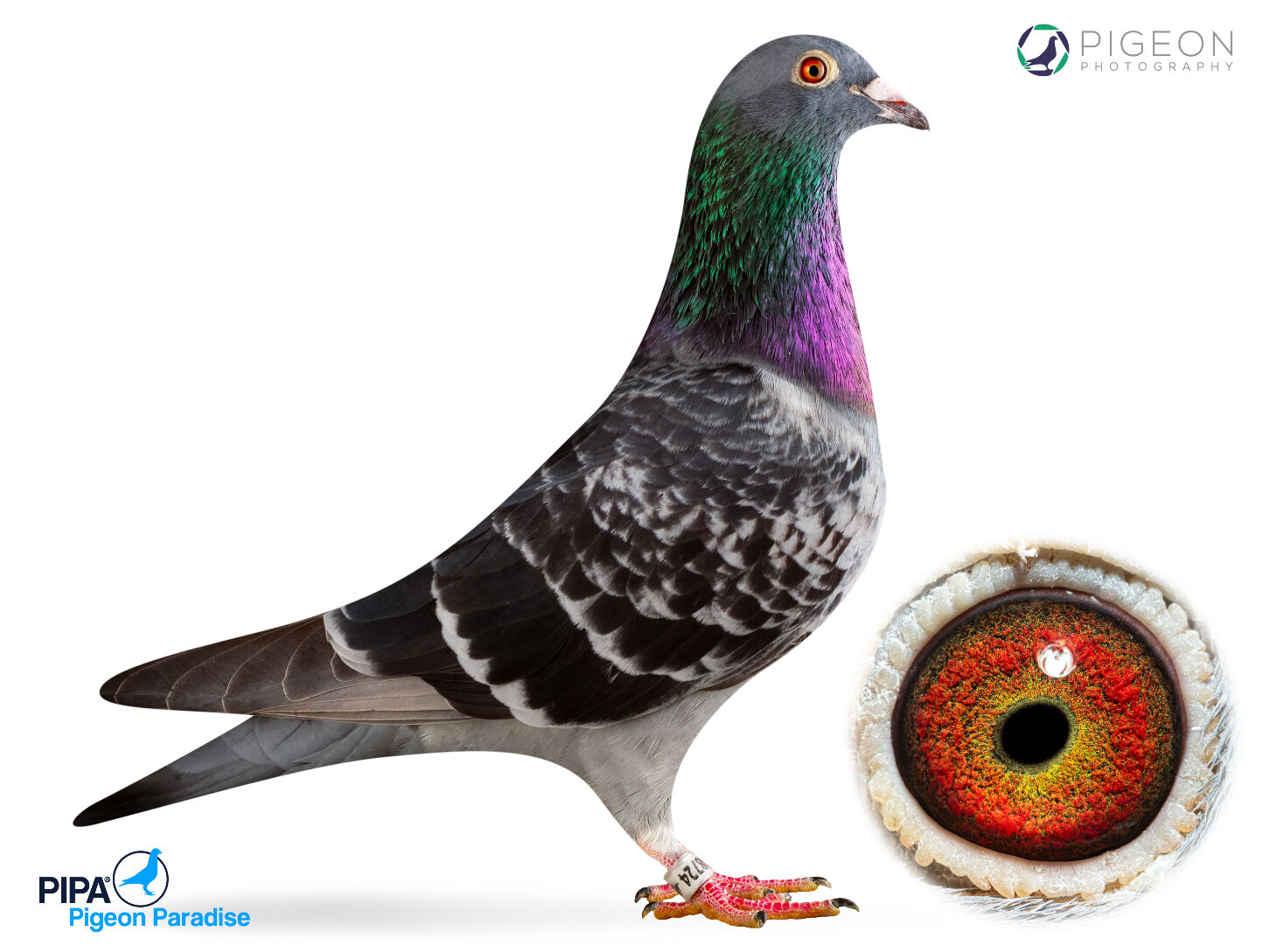 Double Inbred Don Michel | PIPA