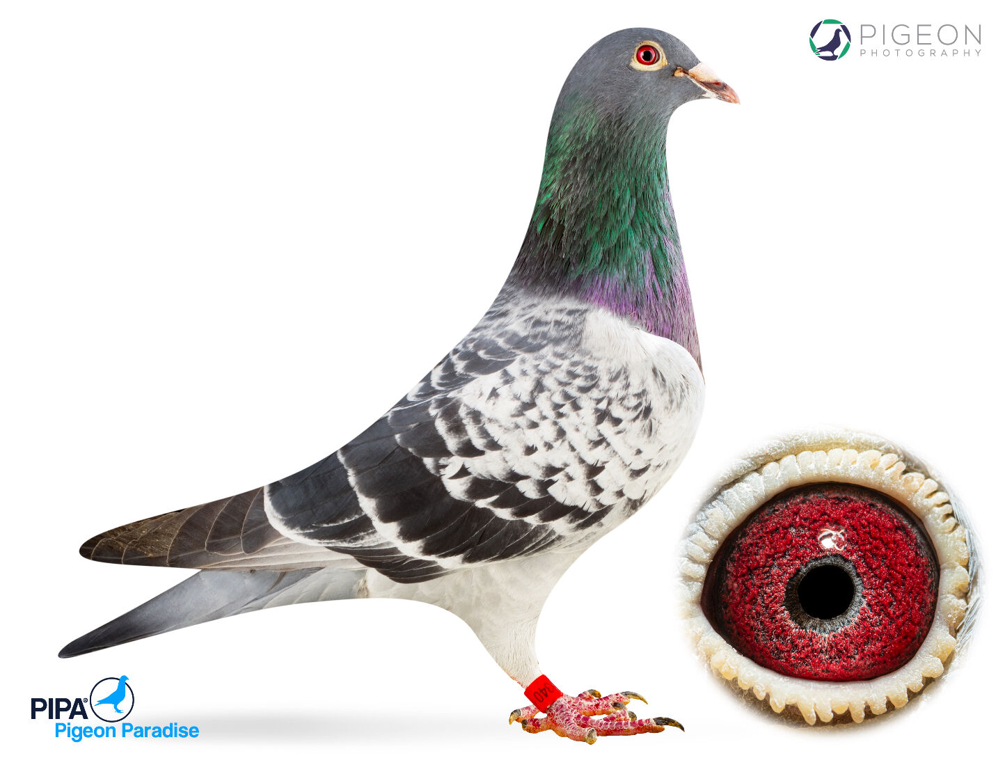 H.brother Bingo | PIPA