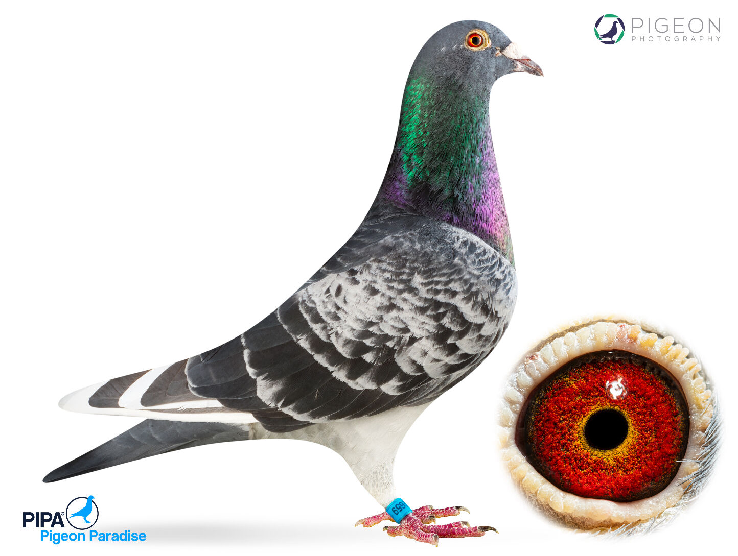 Son Best Kittel 659 | PIPA