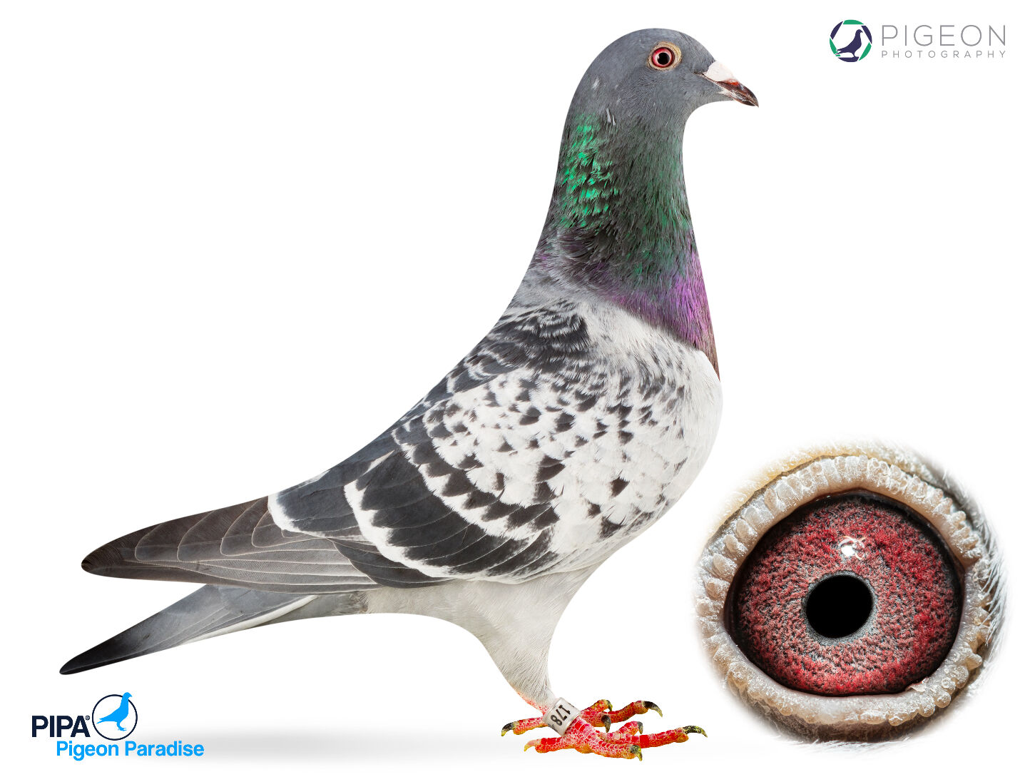 Inbred Ornat 178 | PIPA