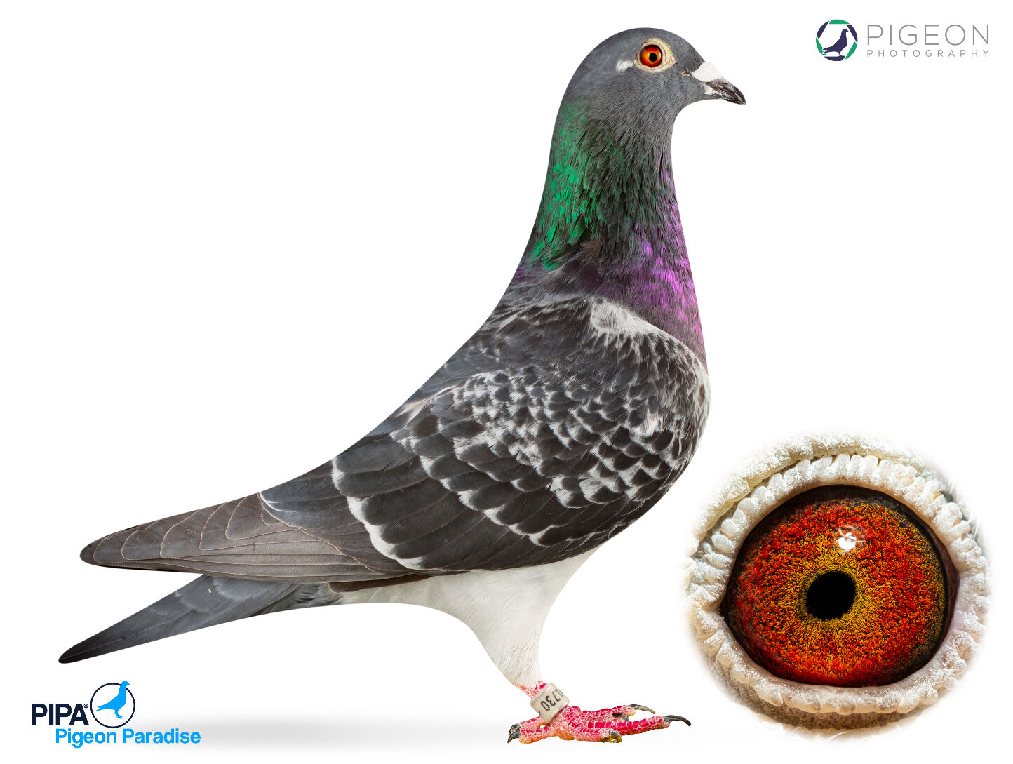 Daughter Robin | PIPA