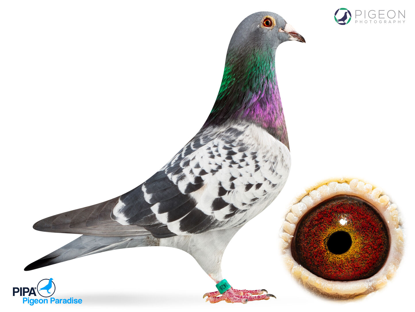 Bjorn Ironside | PIPA