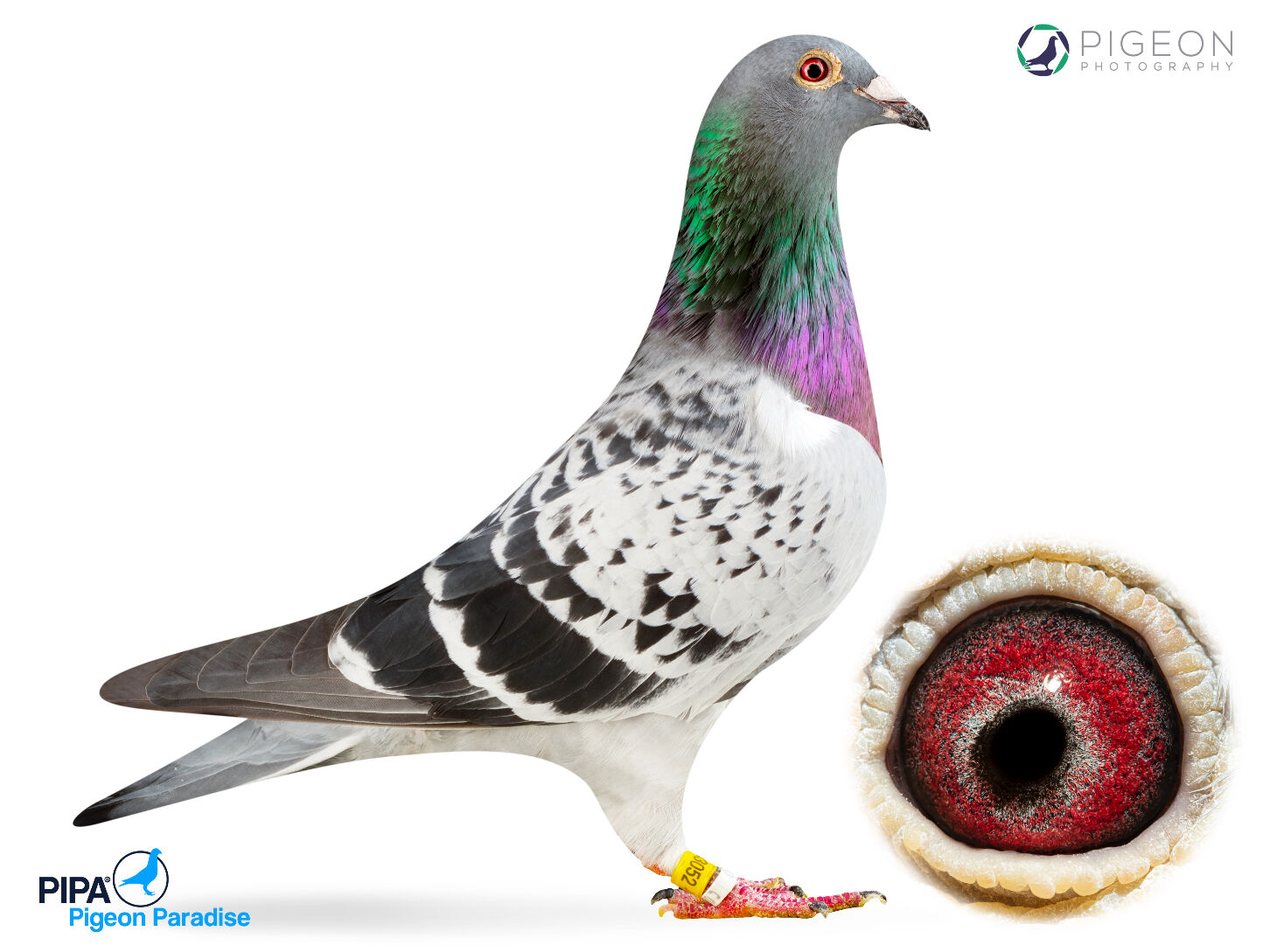 Willy Kanon 052 | PIPA