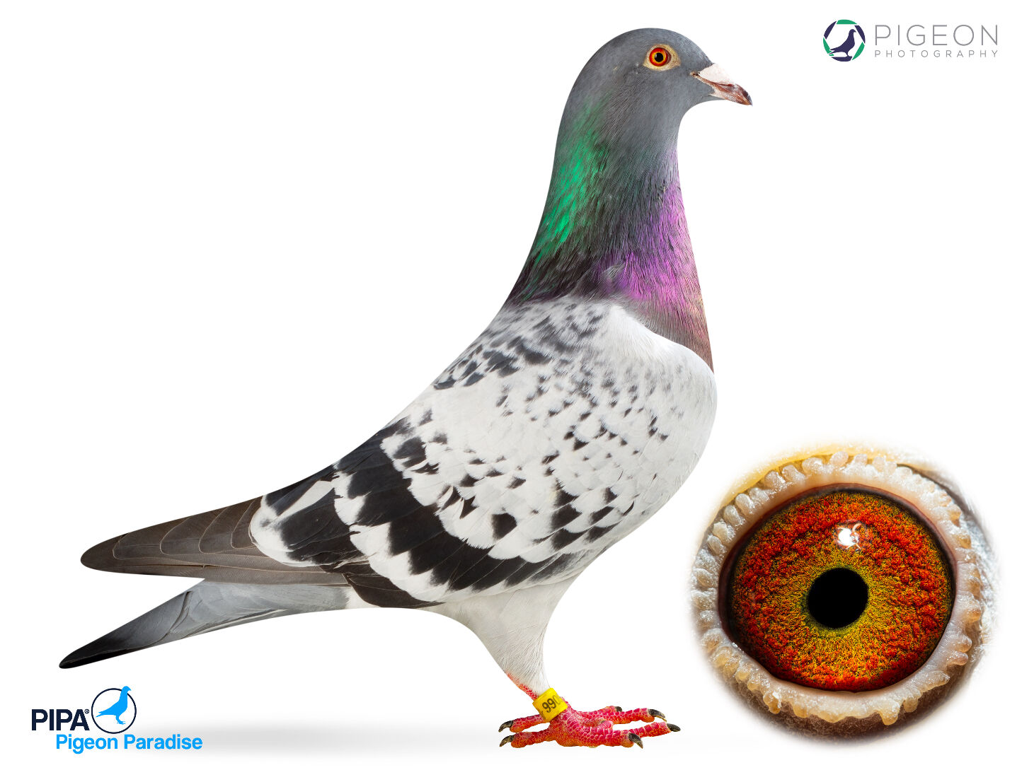 Felix x Kirin 066 | PIPA