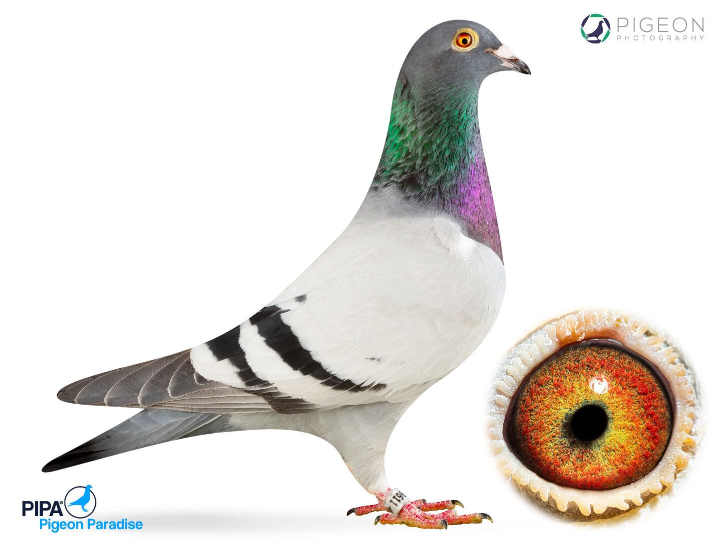 Son Melanie 611 | PIPA