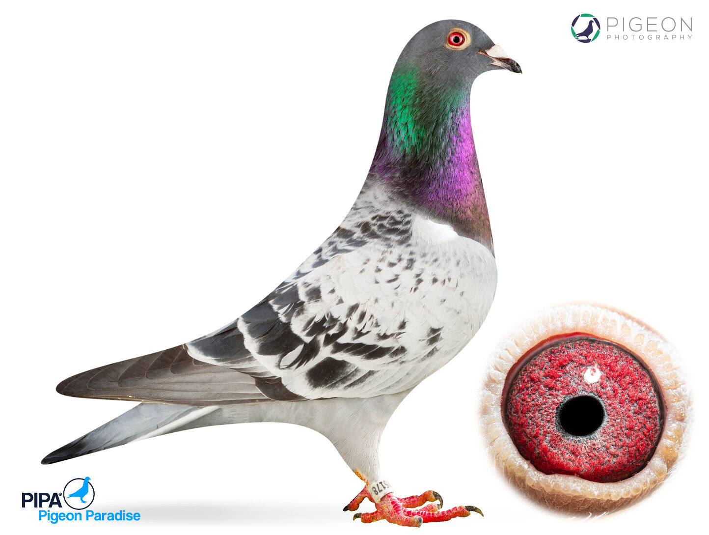 Next Runner Up Ace 178 | PIPA