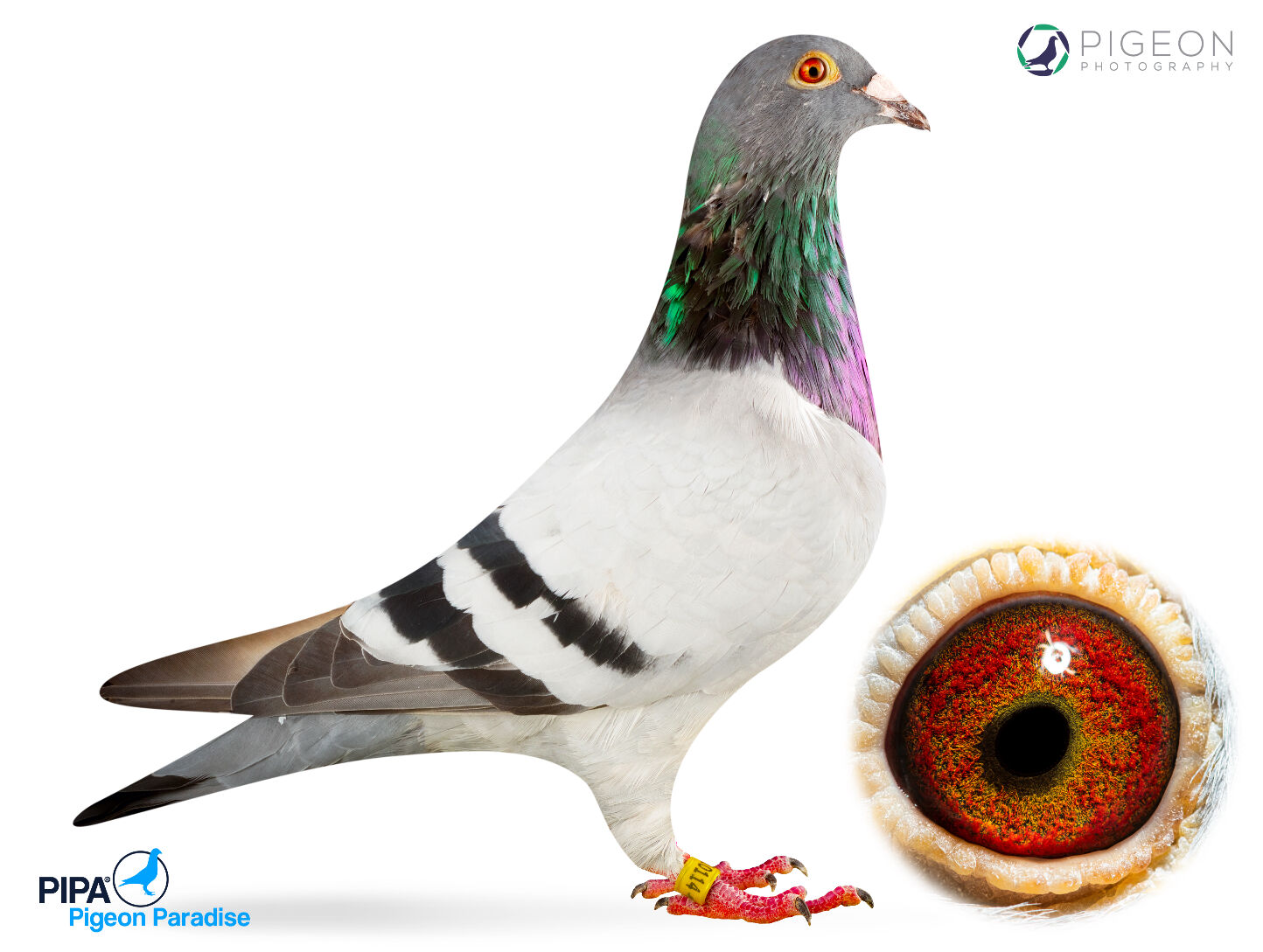 Inbred Porsche 114 | PIPA