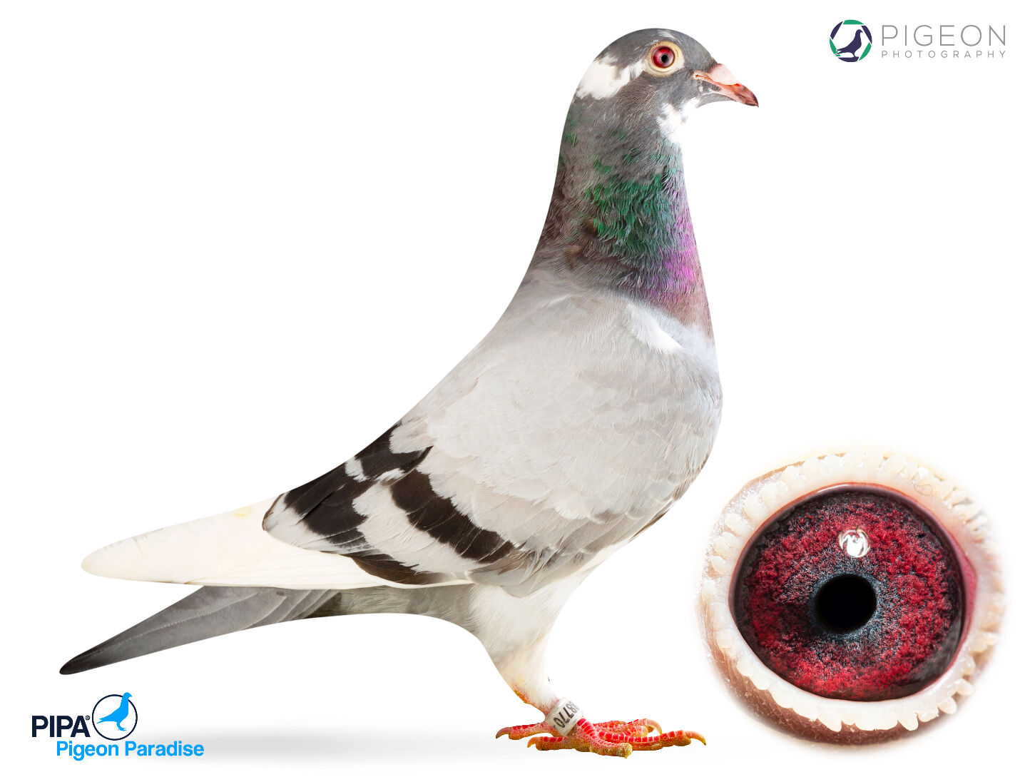 Inbred Lady Milos II | PIPA