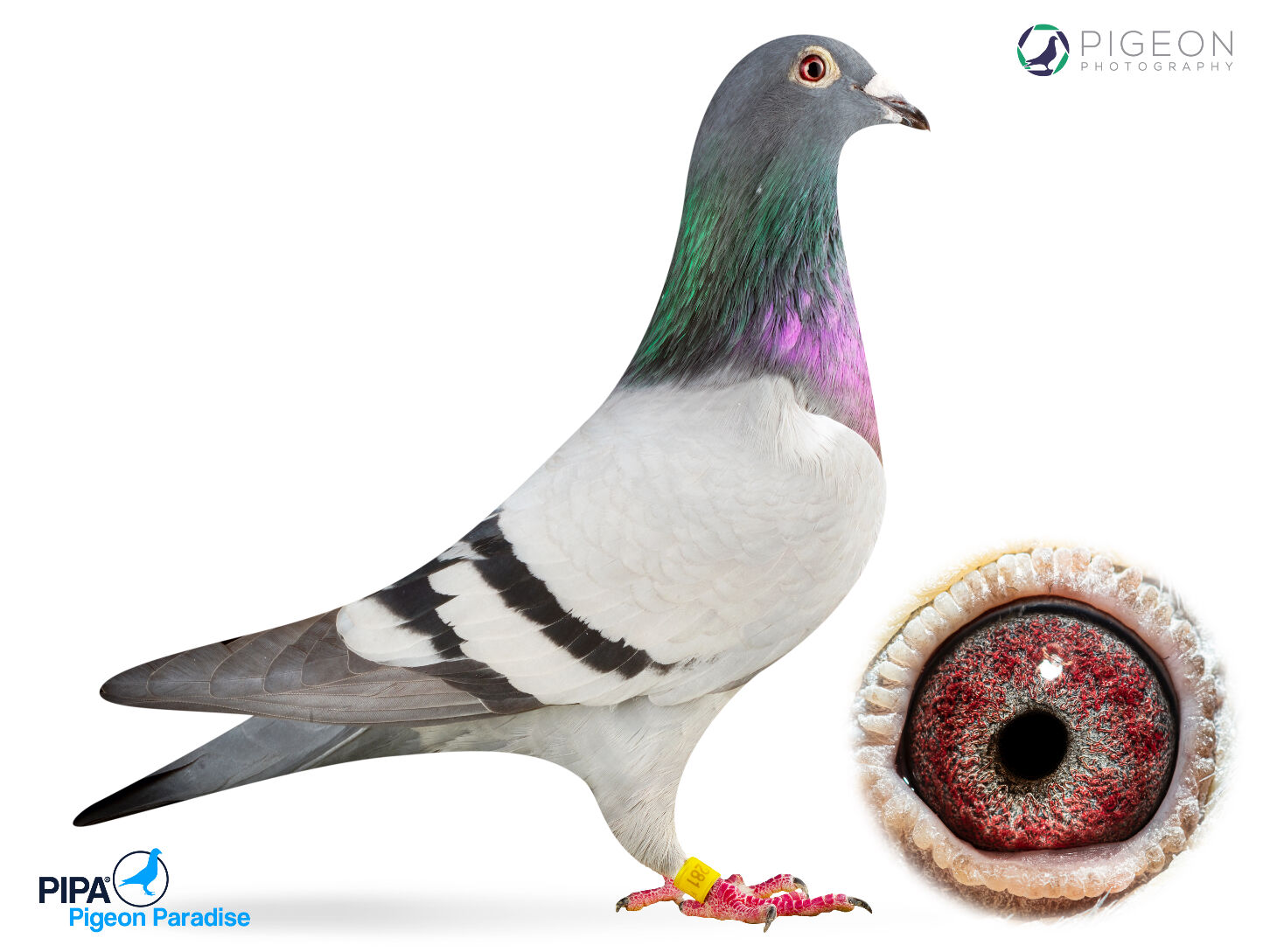 Golden Princess | PIPA