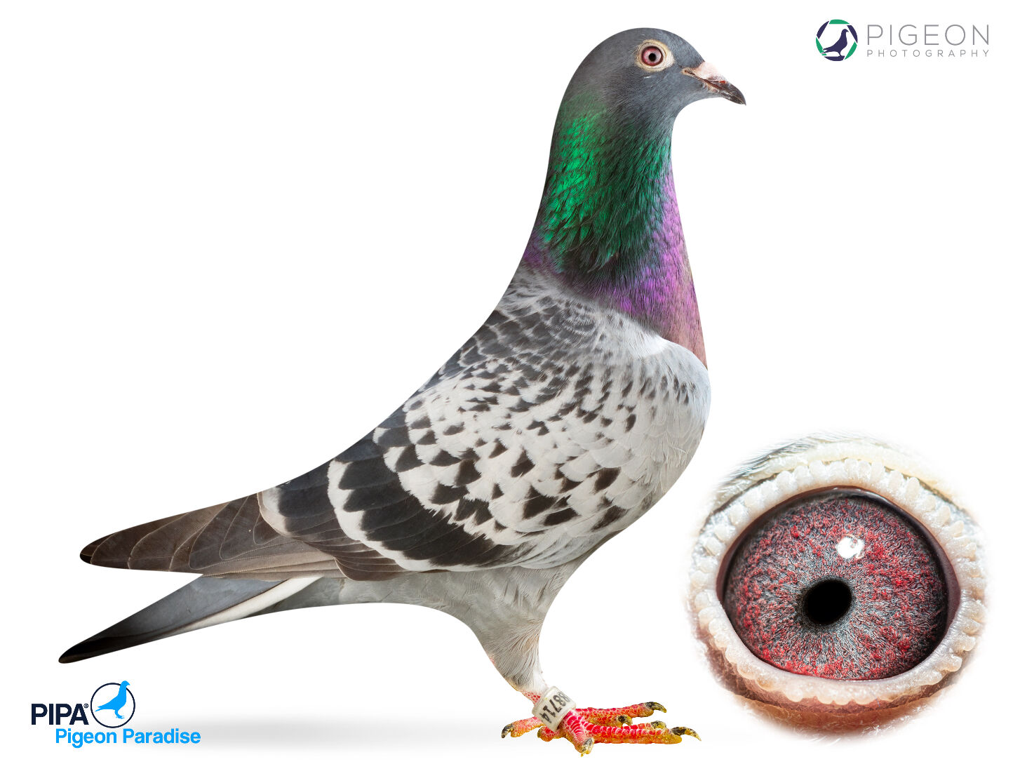 Inbred Don Michel | PIPA