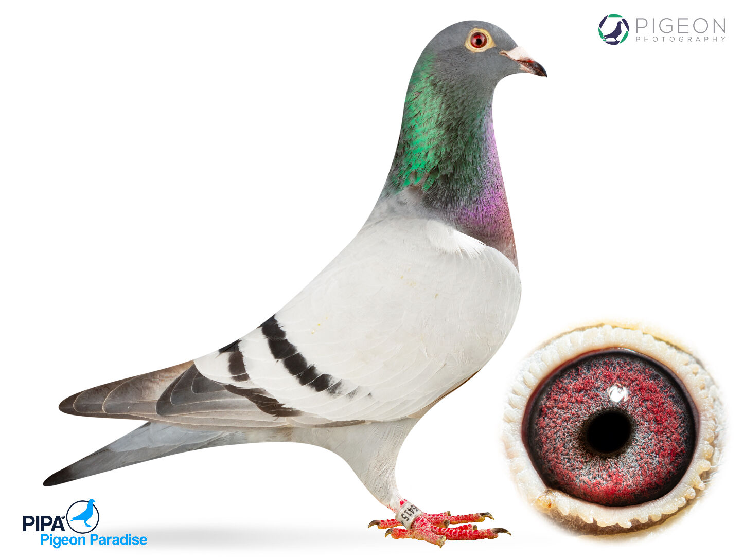 Brother New Cruijff 415 | PIPA