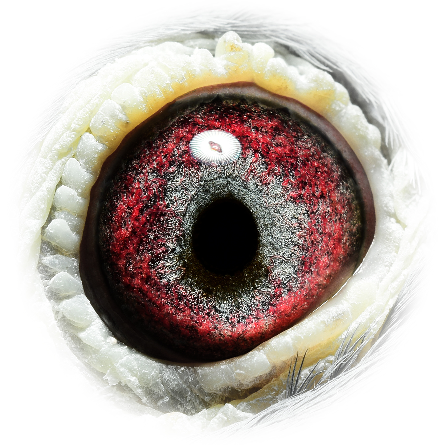 Mother Blue Ace | PIPA