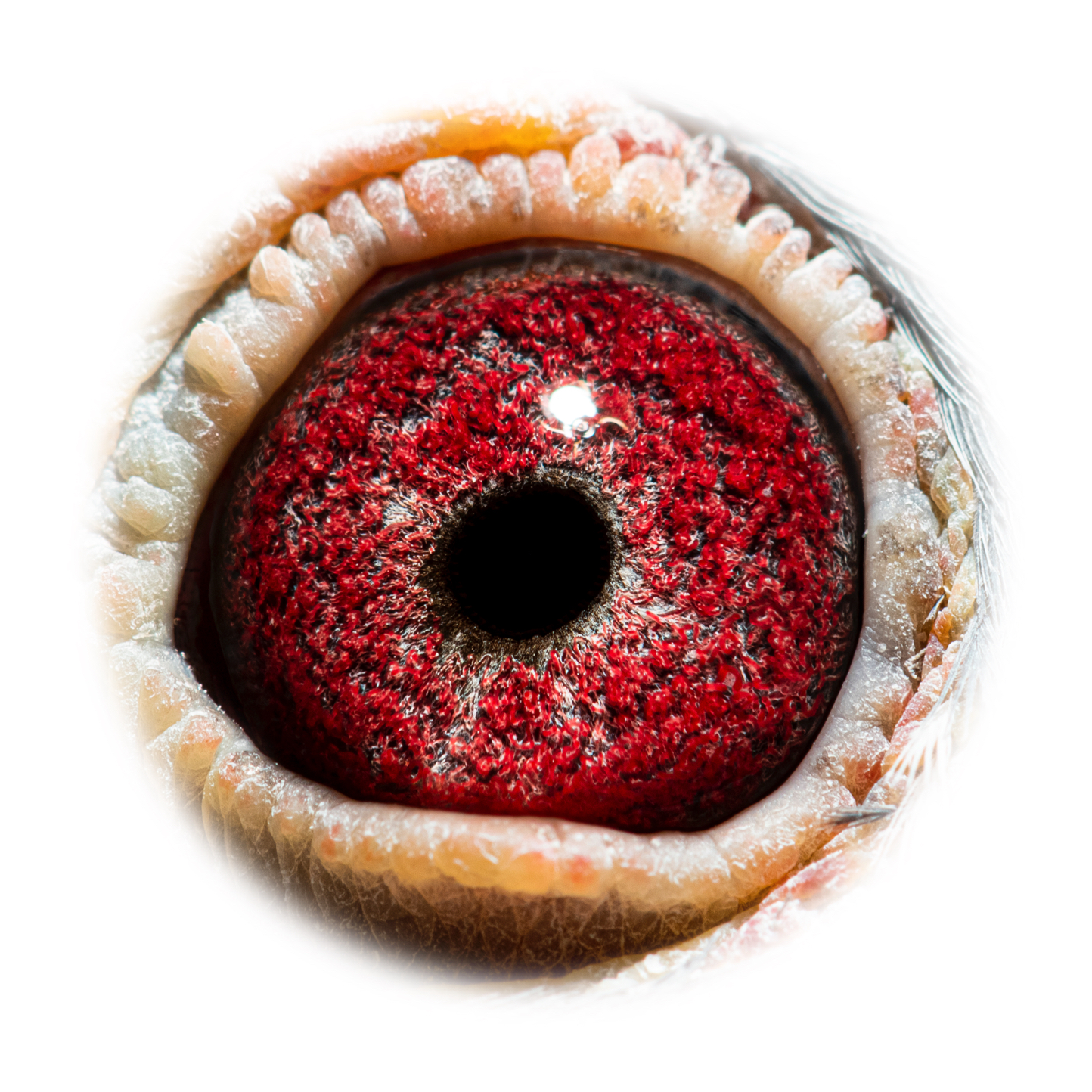 Daughter Prince Porsche 004 | PIPA