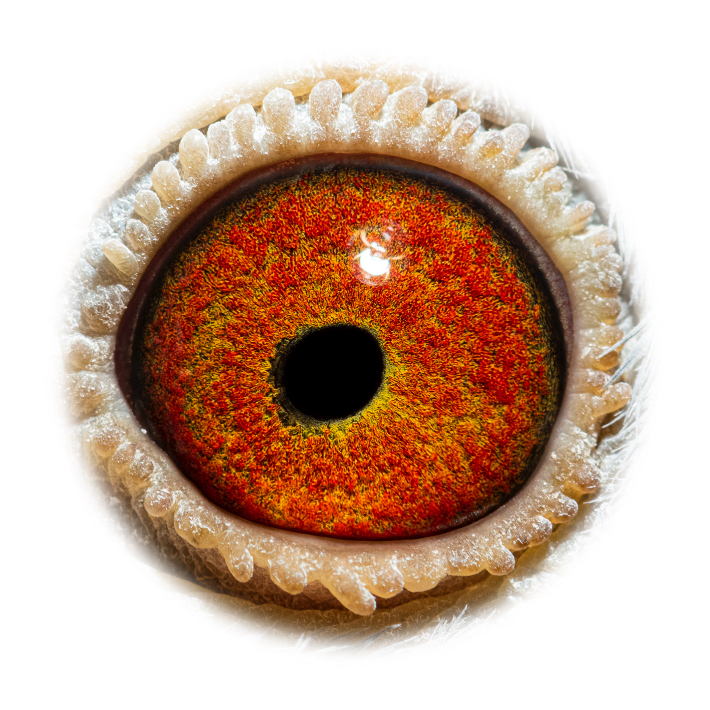 BA Baracus x Unica 370 | PIPA