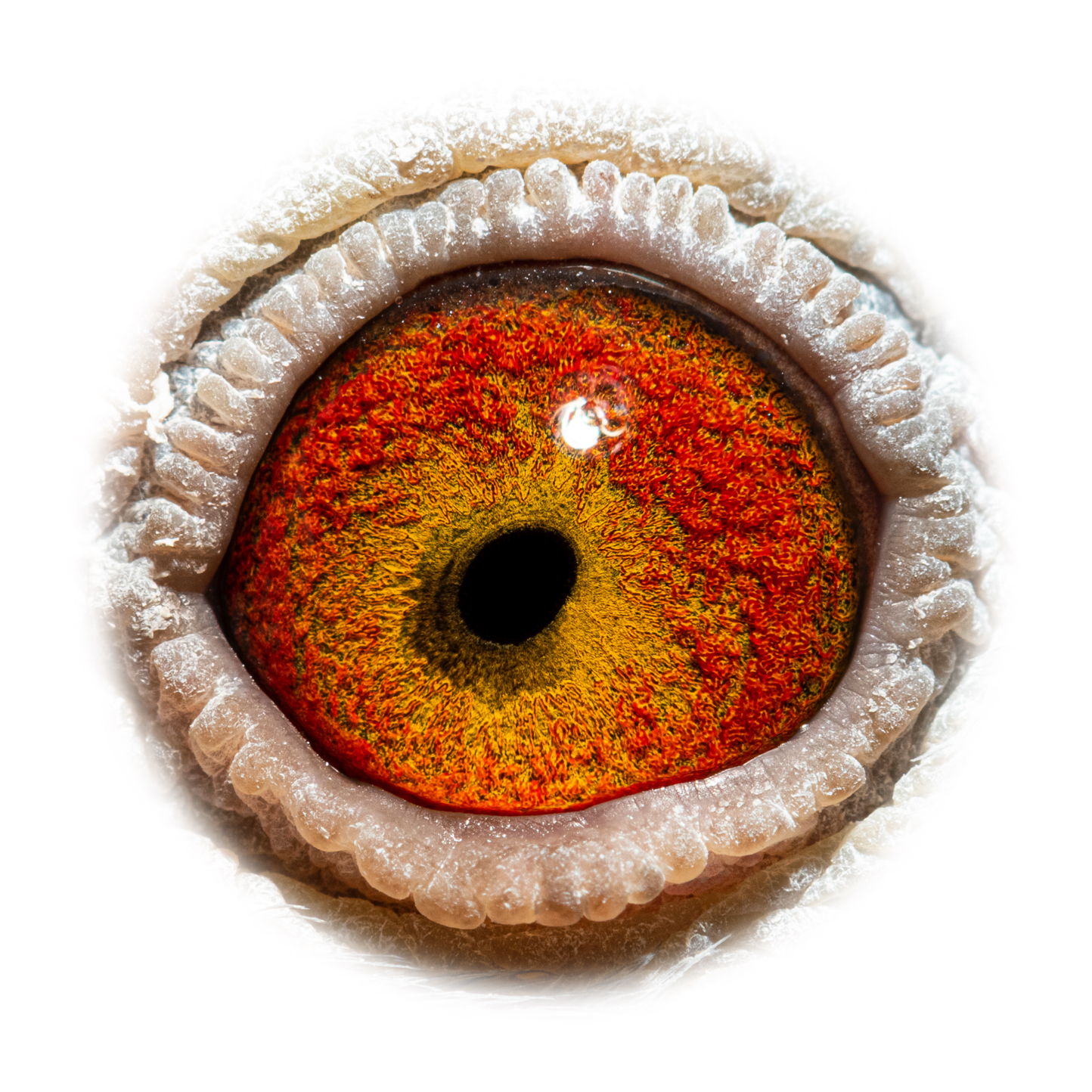 Daughter Julia 101 | PIPA