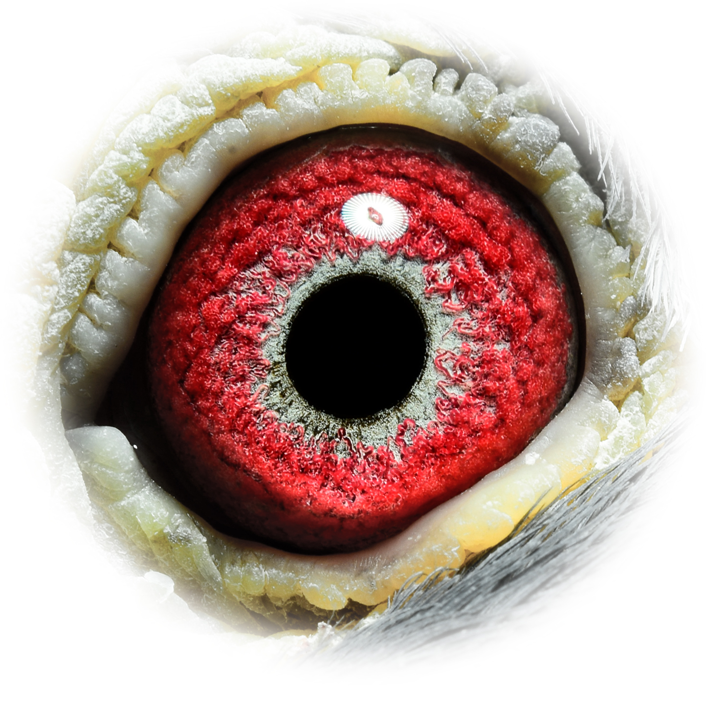 Just Best Kittel 491 | PIPA