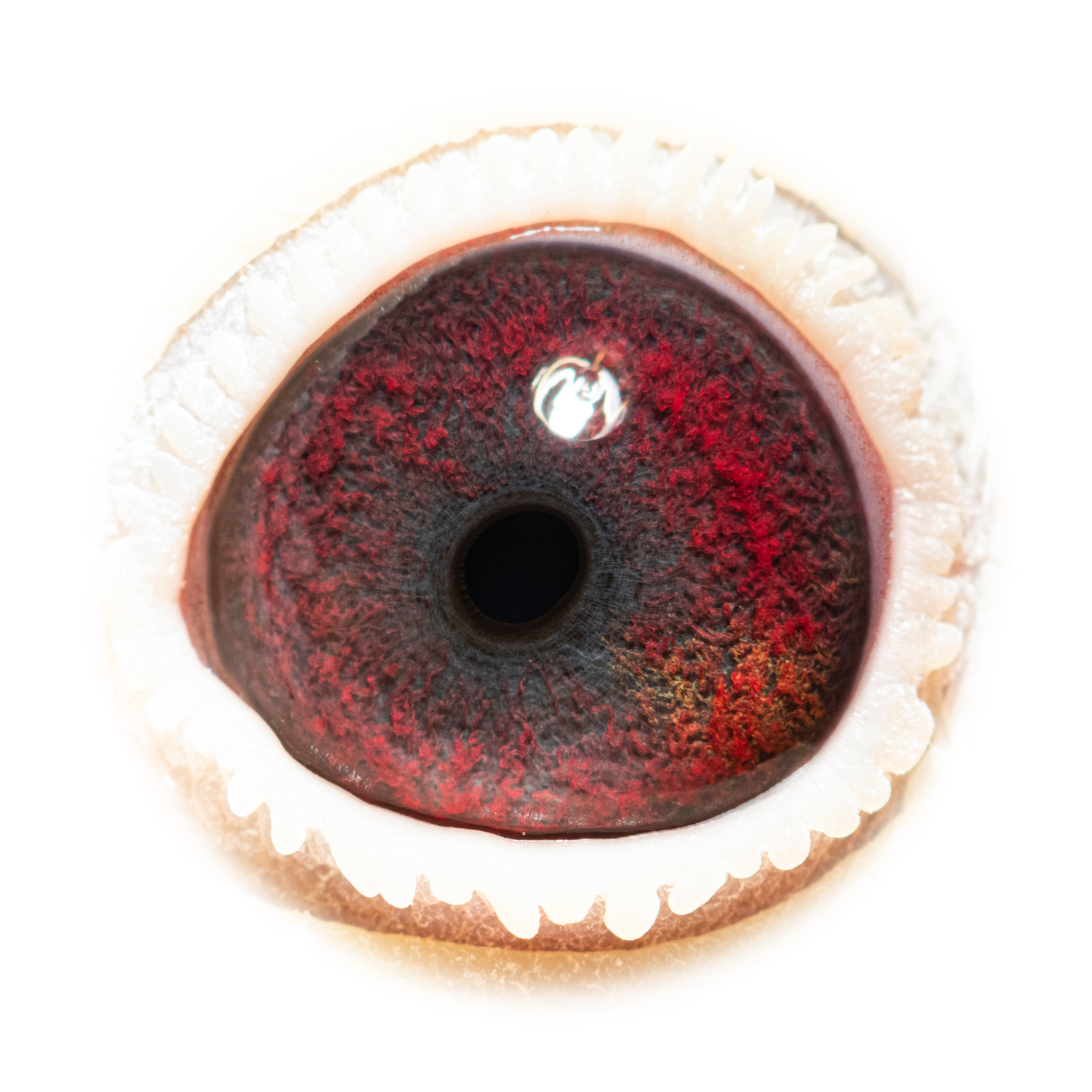 Inbred Red Rose | PIPA