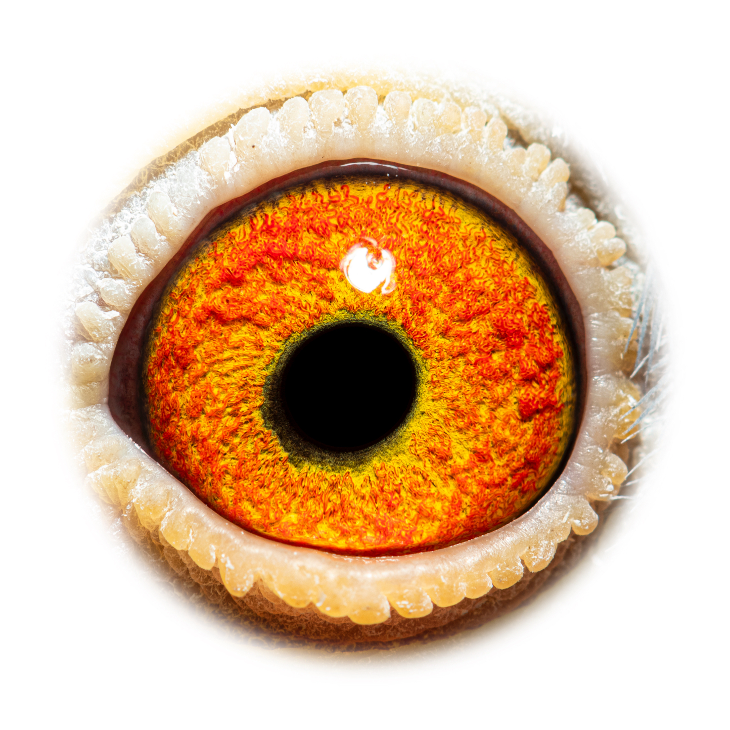 Inbred Grizzle BK | PIPA