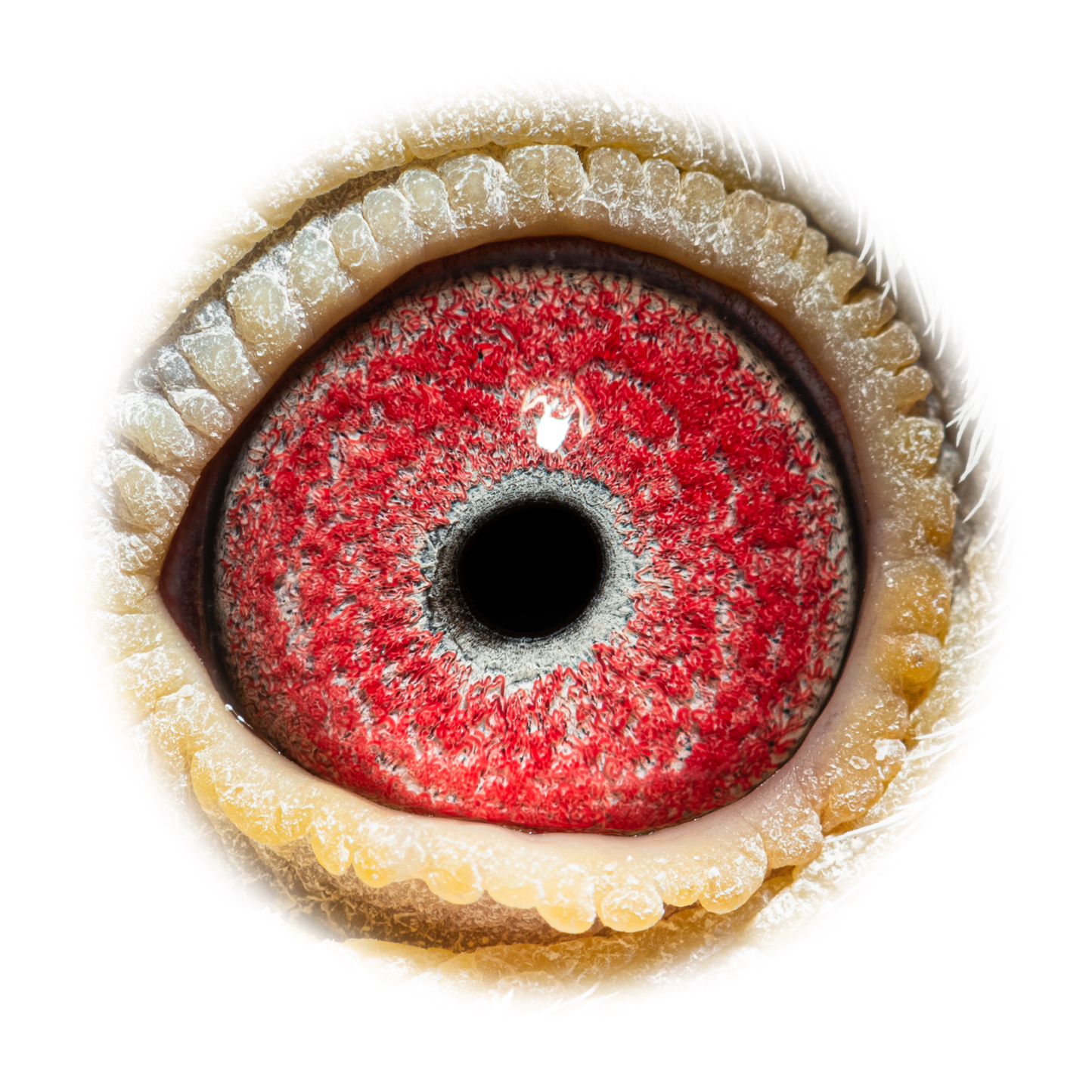 Goed Grijs x GBK 778 | PIPA