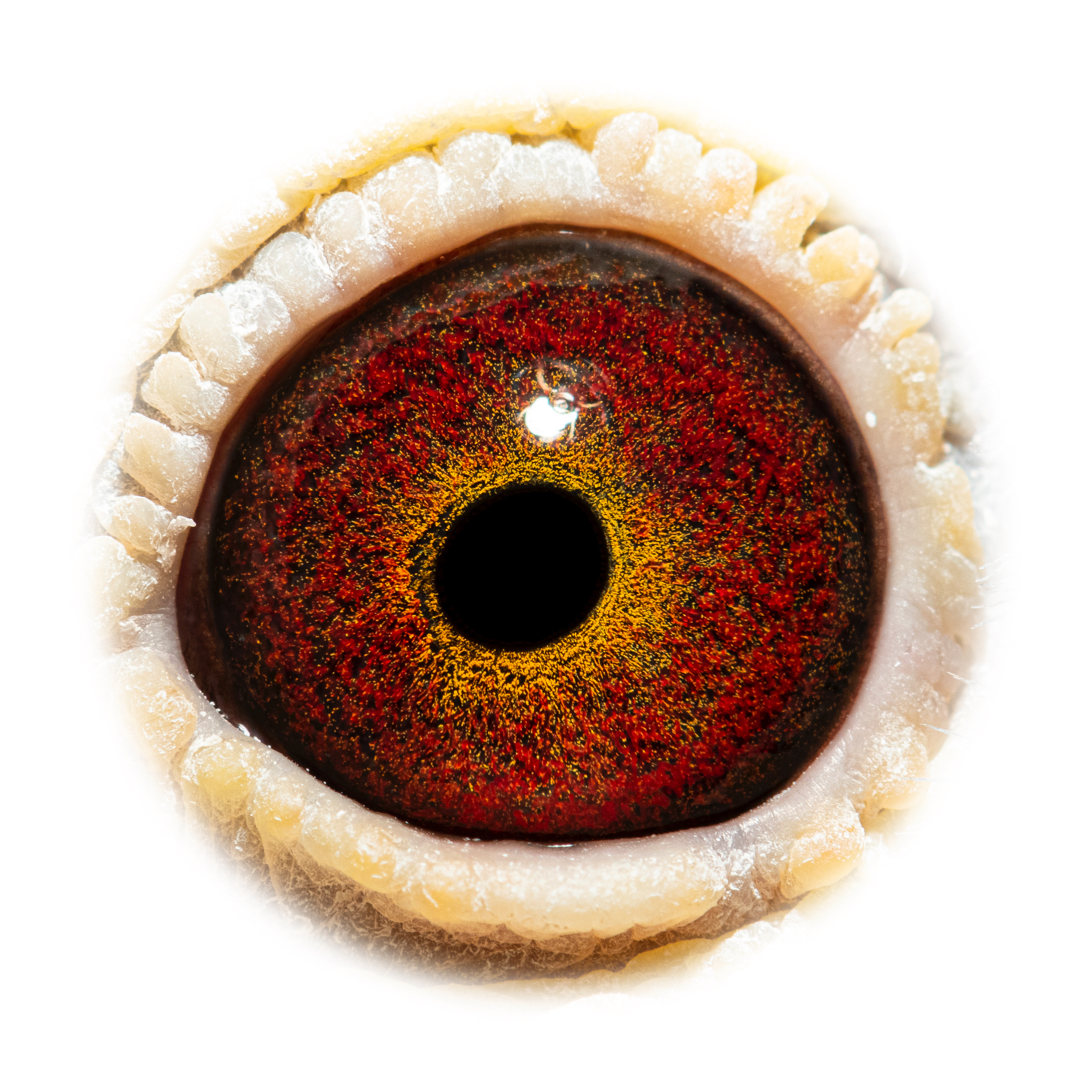 Bjorn Ironside | PIPA