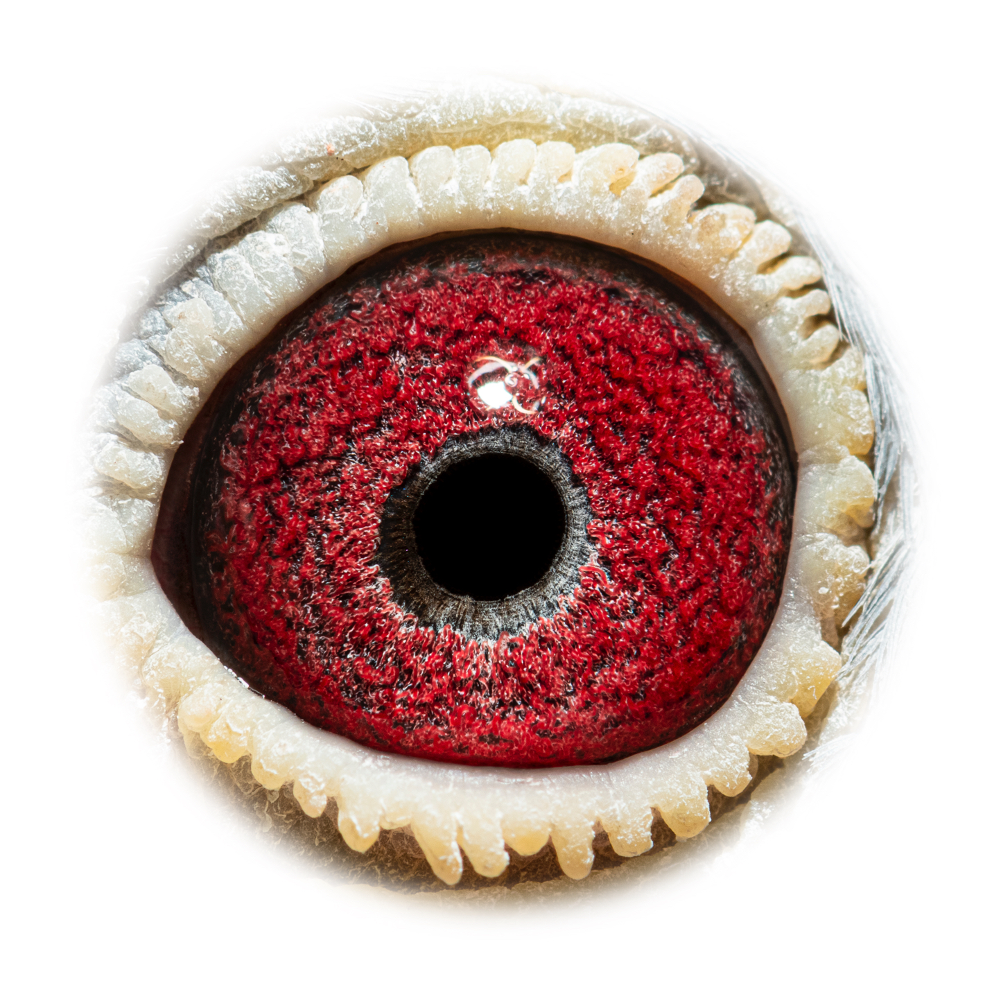 H.brother Bingo | PIPA