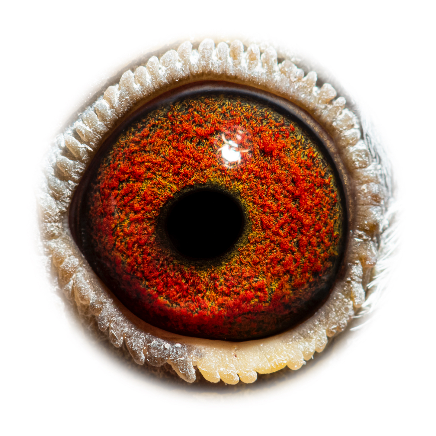 Sister Bugatti 514 | PIPA