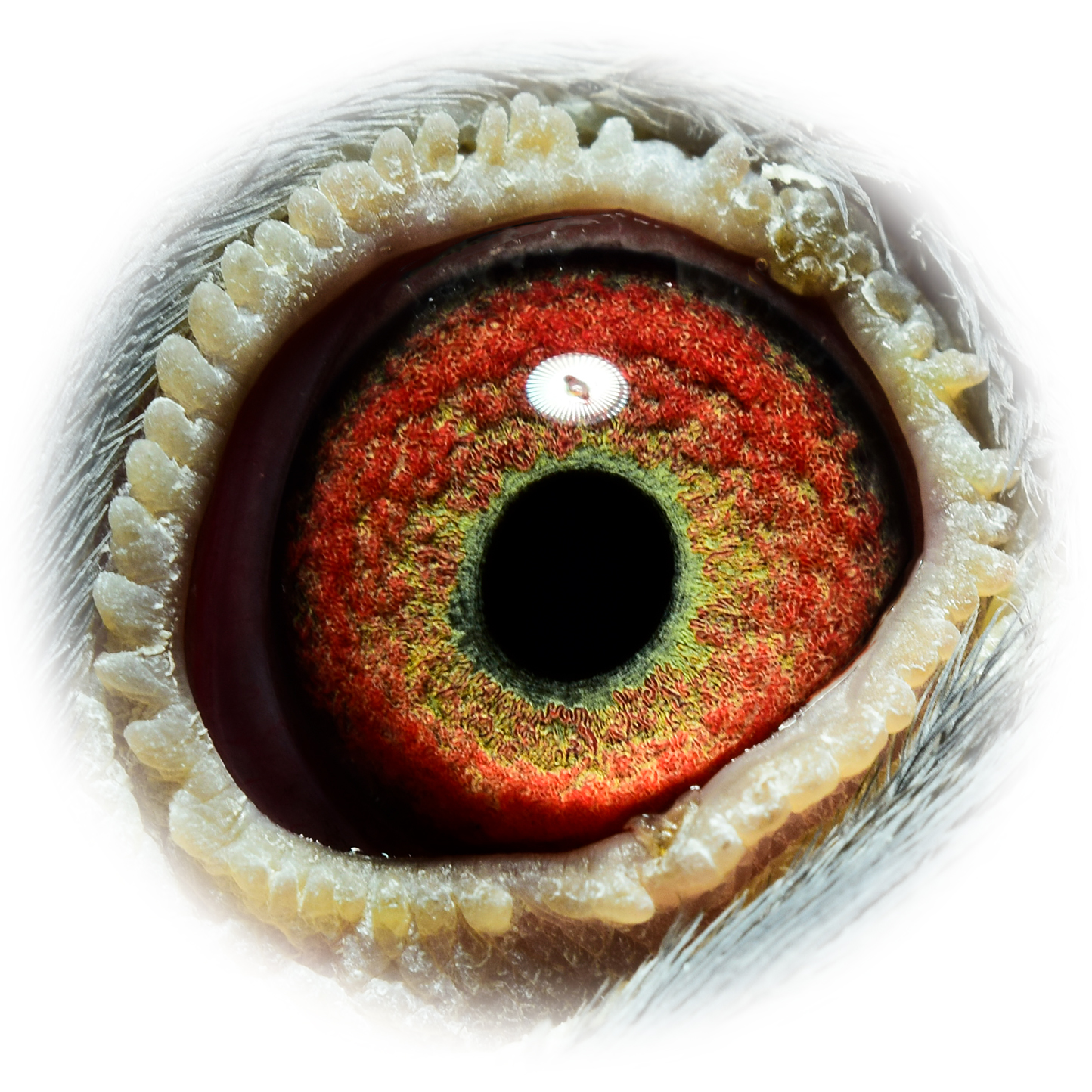 Child Queen Birdy 114 | PIPA