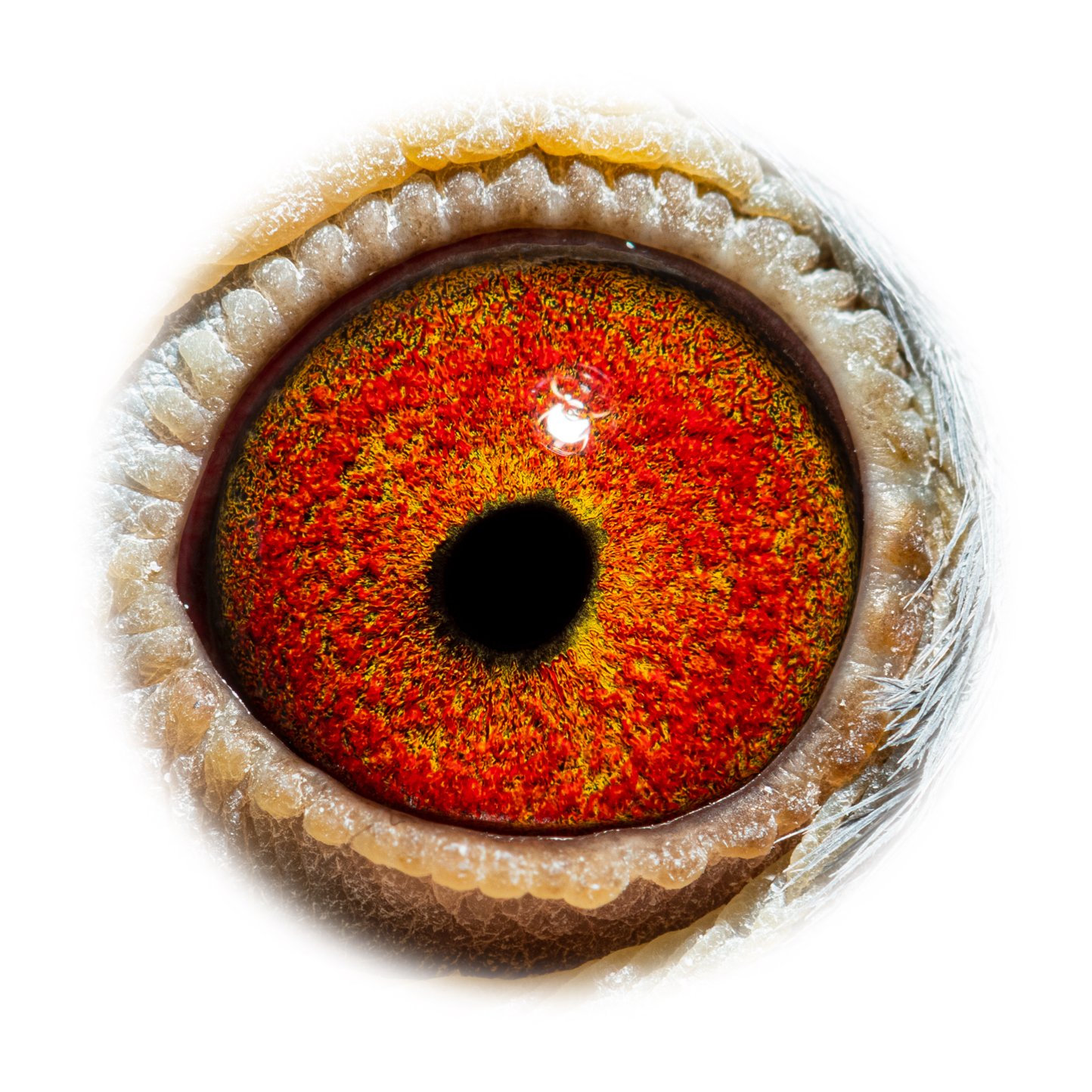 Roger Moore x Capella 364 | PIPA