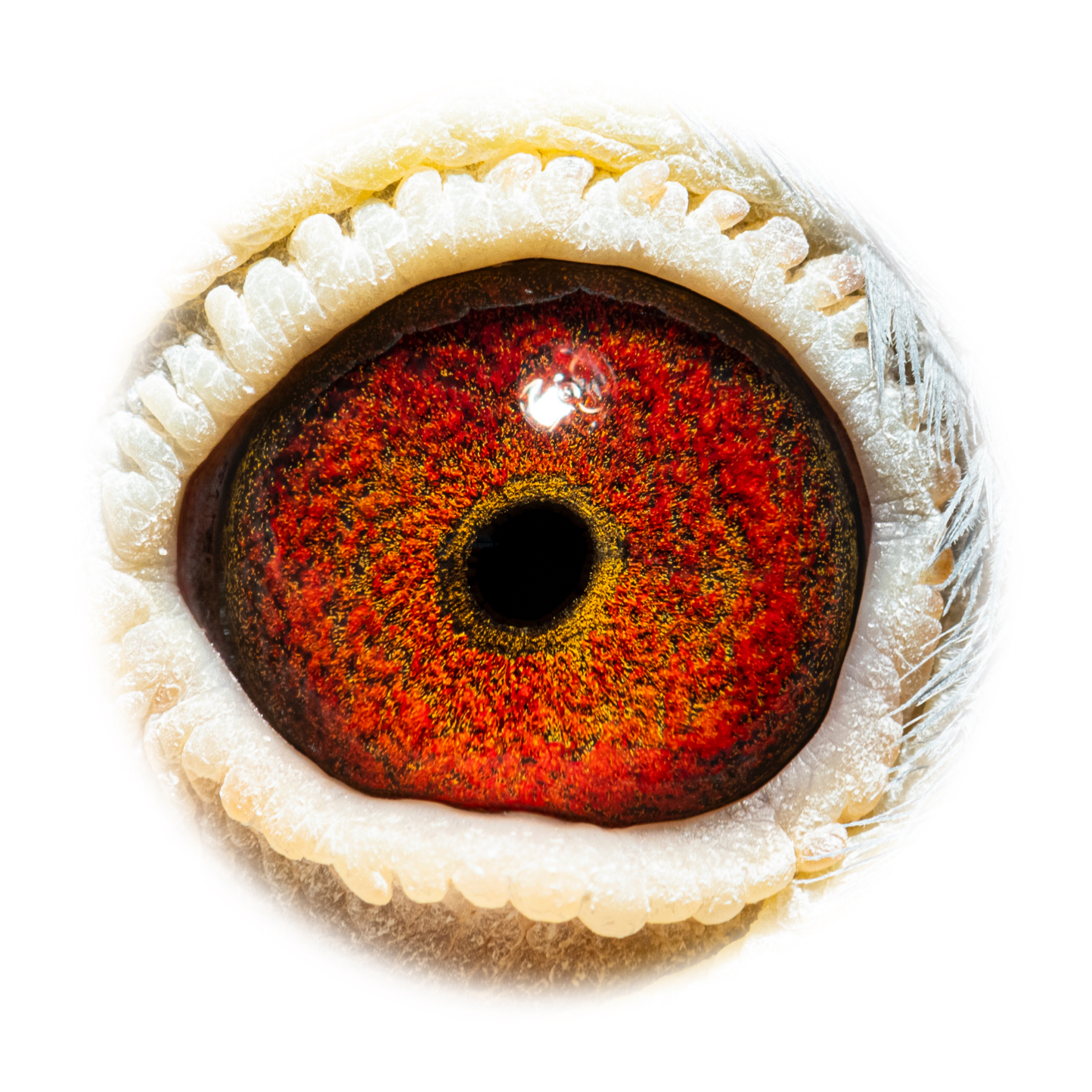 Barcelona Joe 345 | PIPA