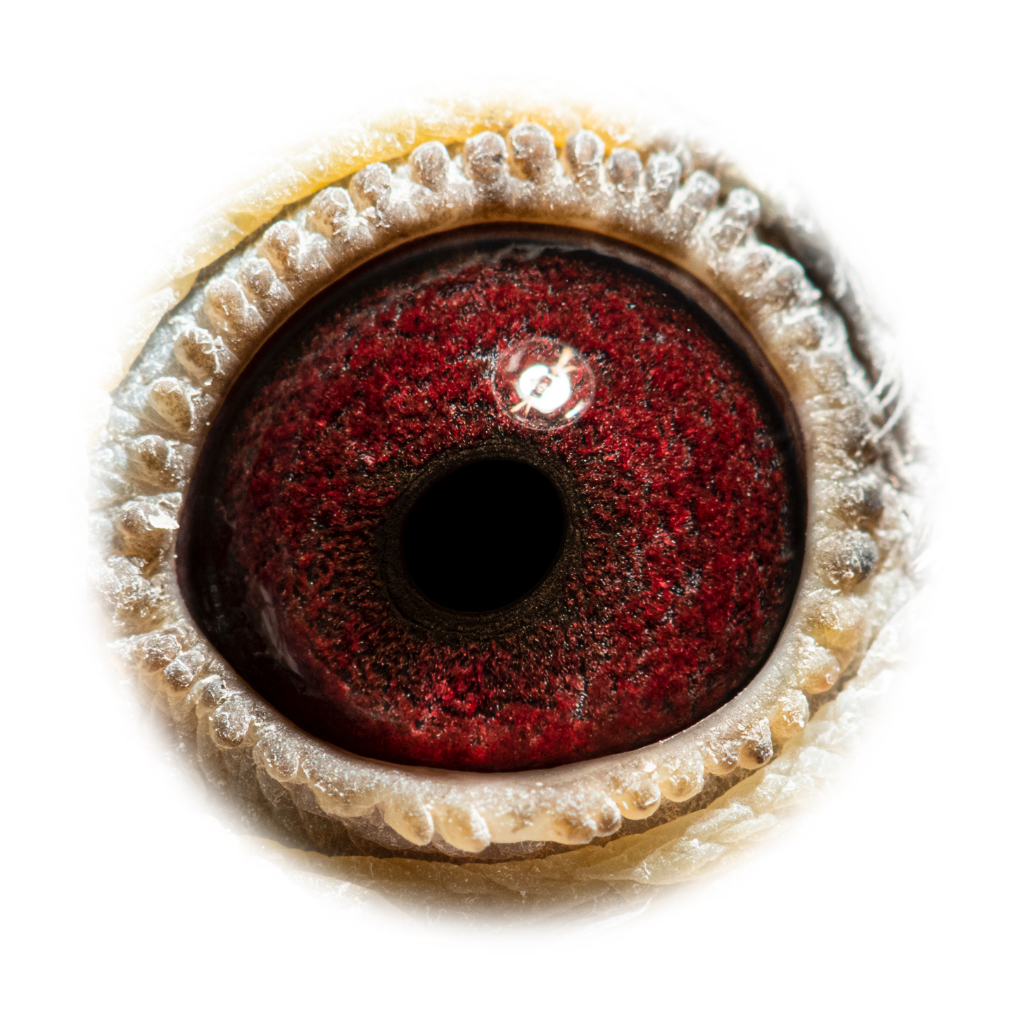 Grandchild Prince Porsche | PIPA