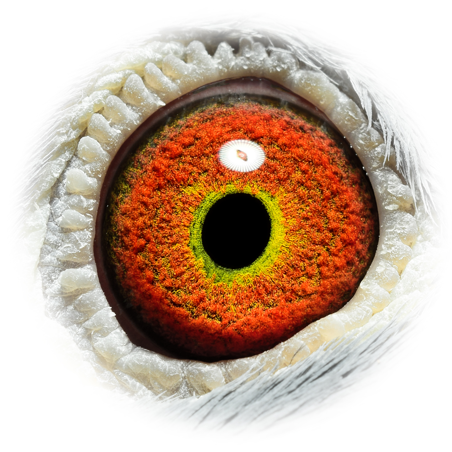 Half Blue Night 556 | PIPA