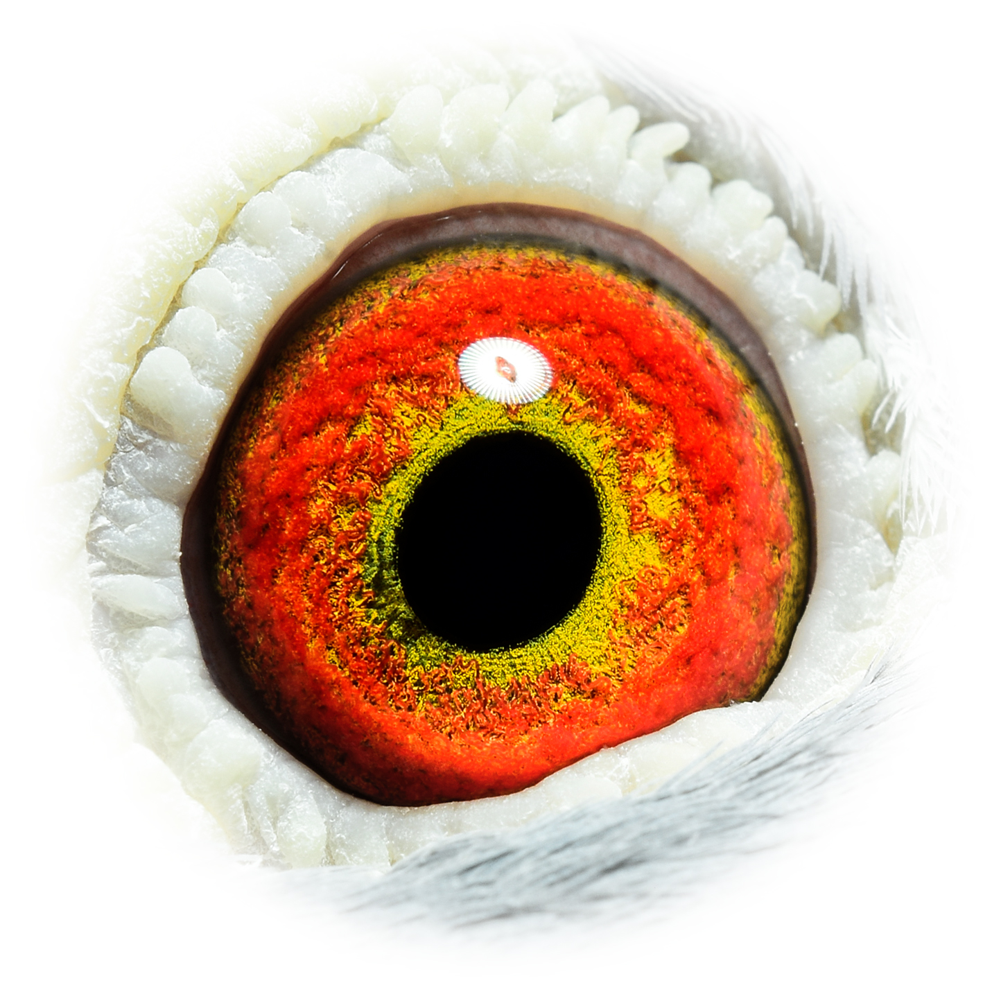 Halfbrother Bonte Crack 950 | PIPA