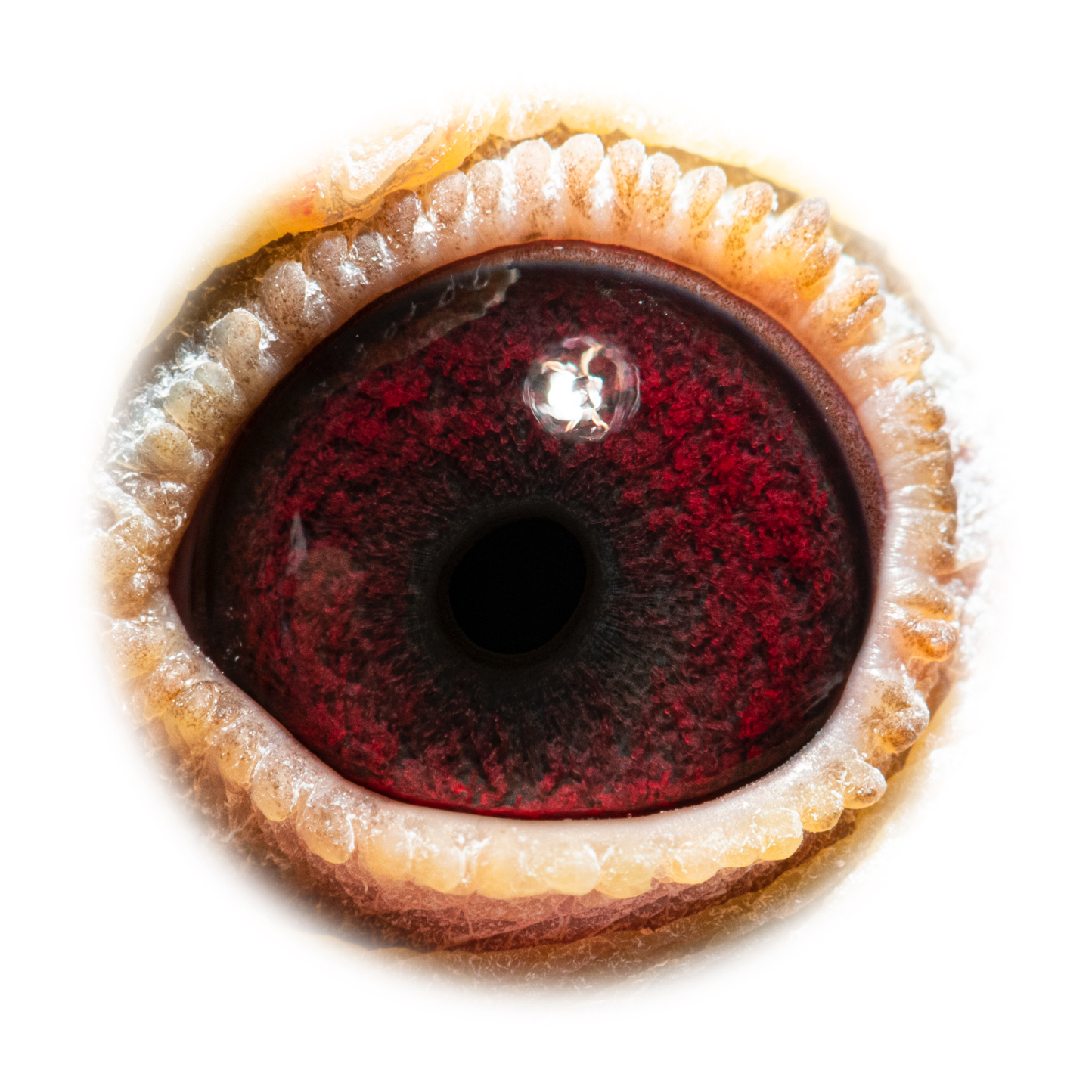 Nino x Rhea 381 | PIPA