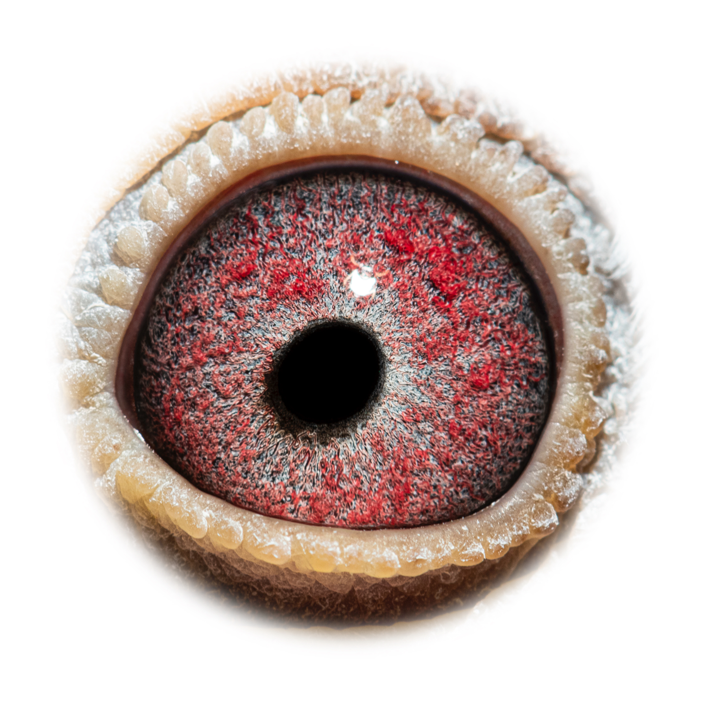 Inbred Porsche 686 | PIPA