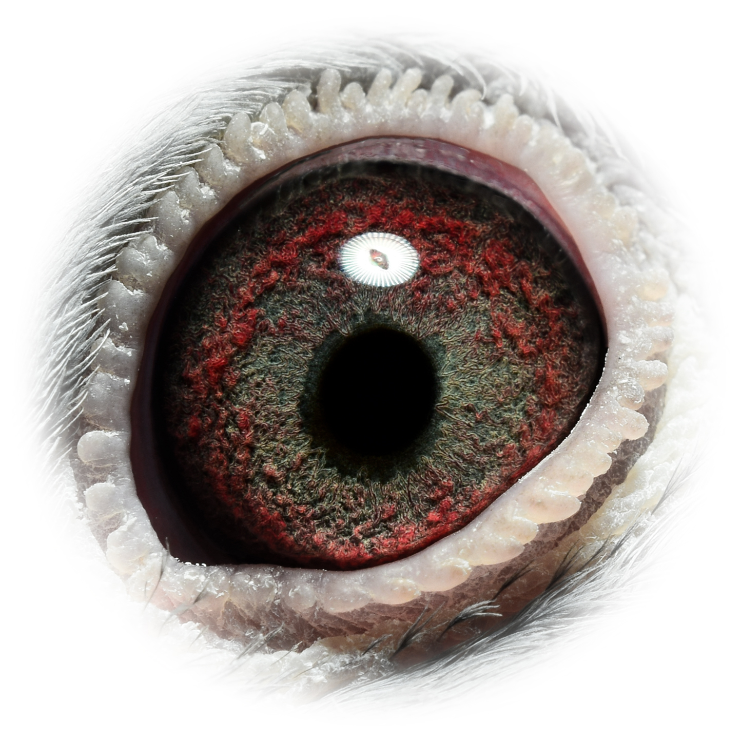 Inbred New Jade 490 | PIPA