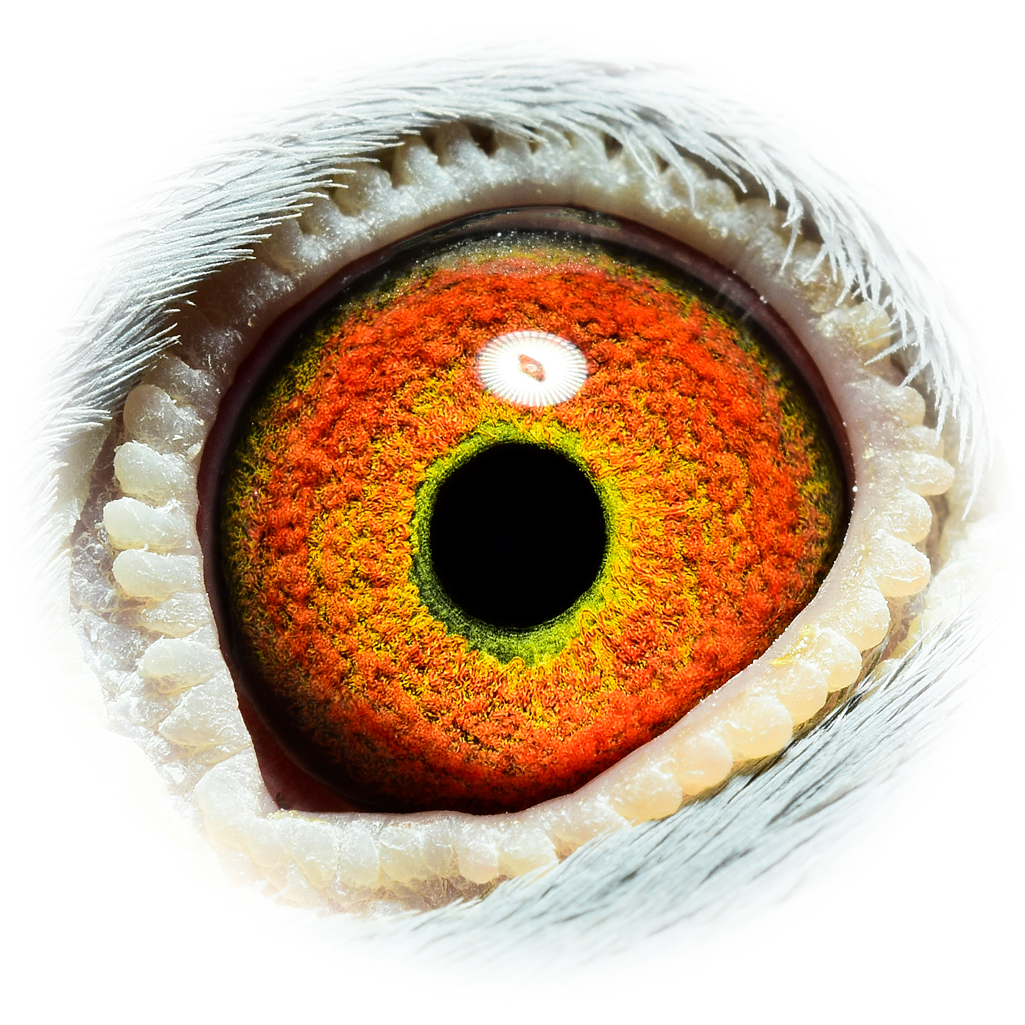 Half Blue Night 557 | PIPA