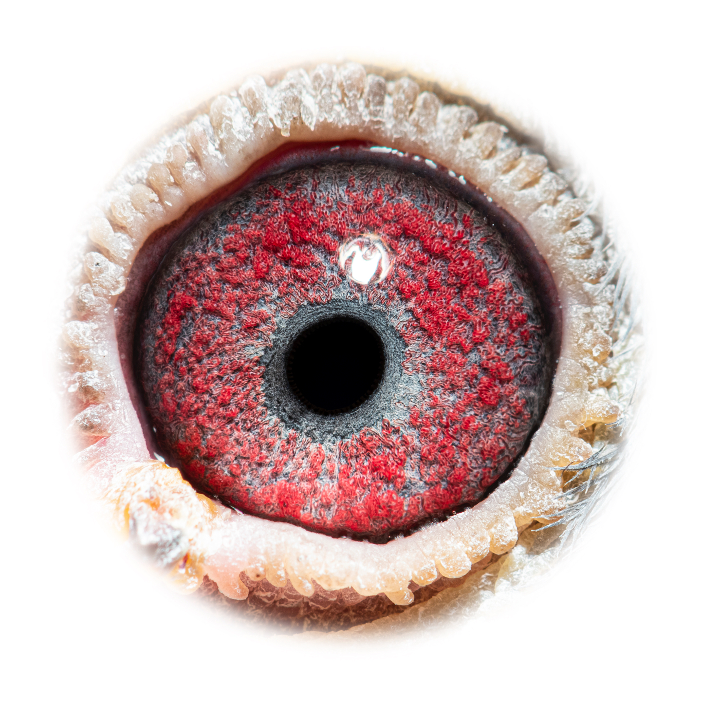 Inbred Runner Up Ace | PIPA